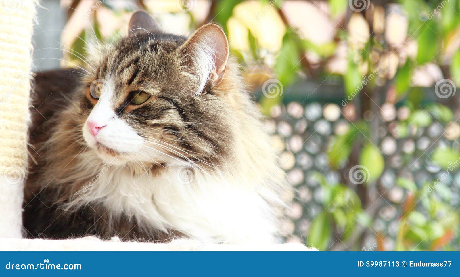 Siberische Kat Bruin Met Witte Versie Stock Afbeelding - Image of lang ...