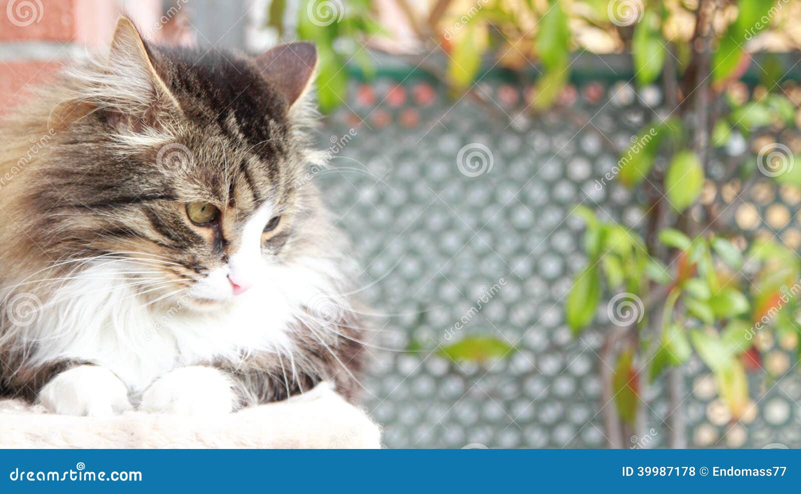 Siberische Kat Bruin Met Witte Versie Stock Foto - Image of poot ...
