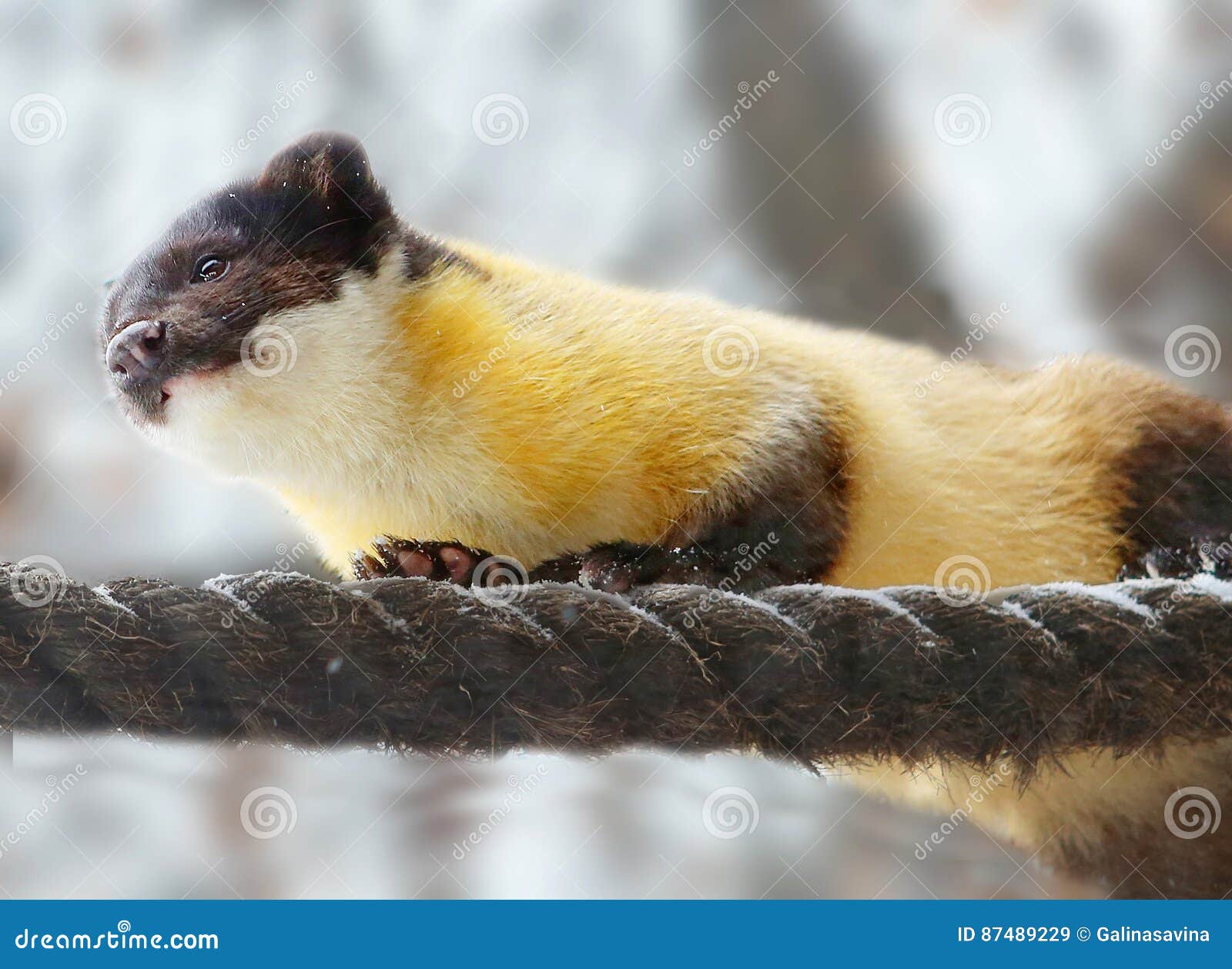 Siberische marter stock afbeelding. Image of siberisch - 87489229