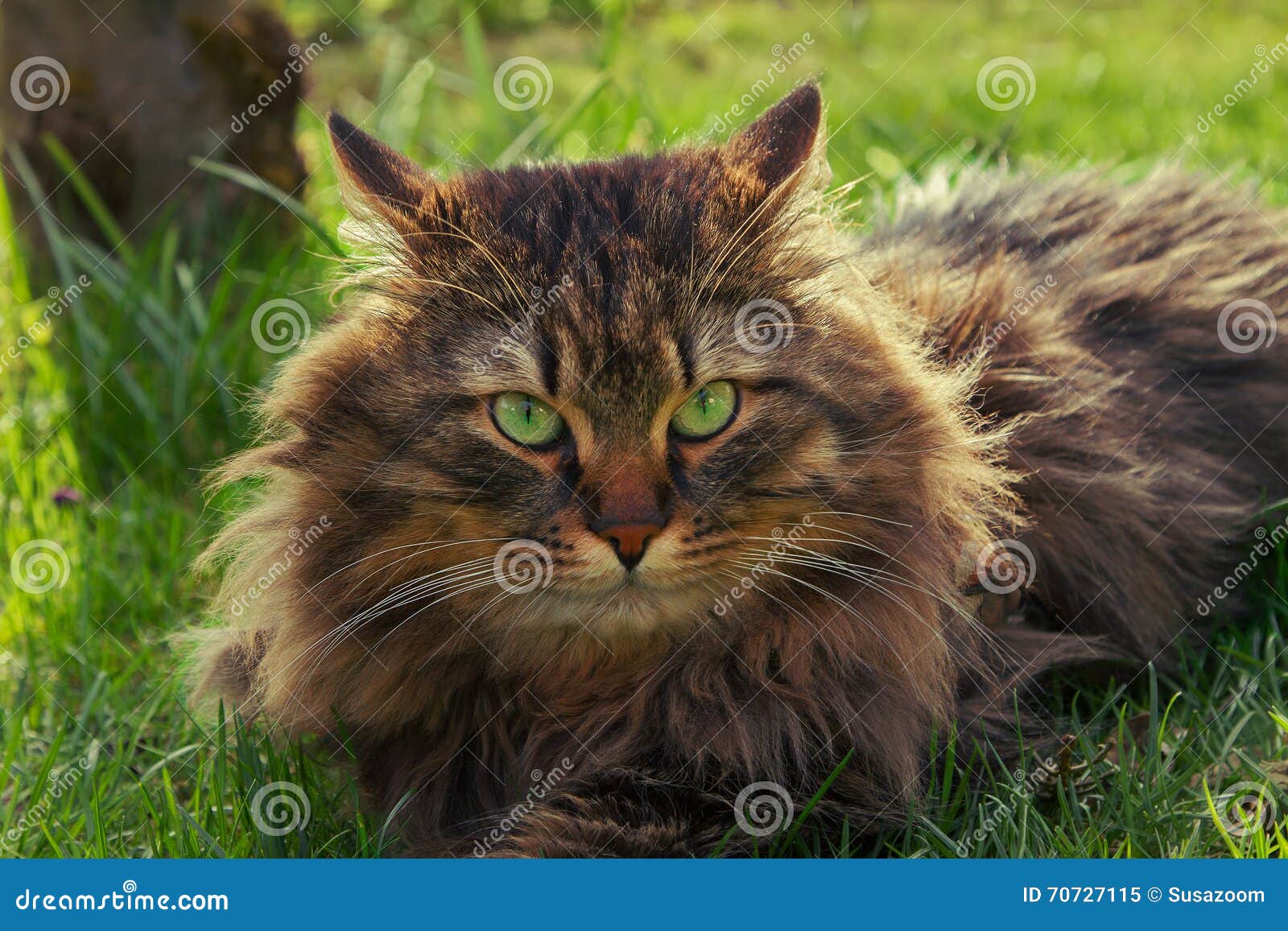 Siberische Raskat in De Tuin Stock Afbeelding - Image of lang, hout ...