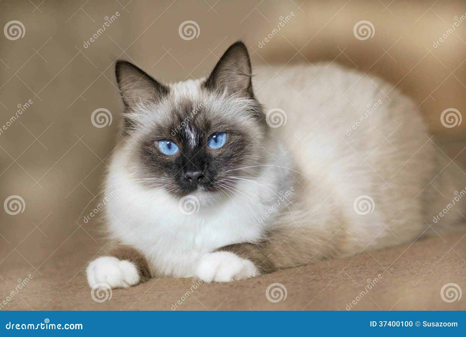 Siberische Raskat Met Blauwe Ogen Stock Foto - Image of sterk, katje ...