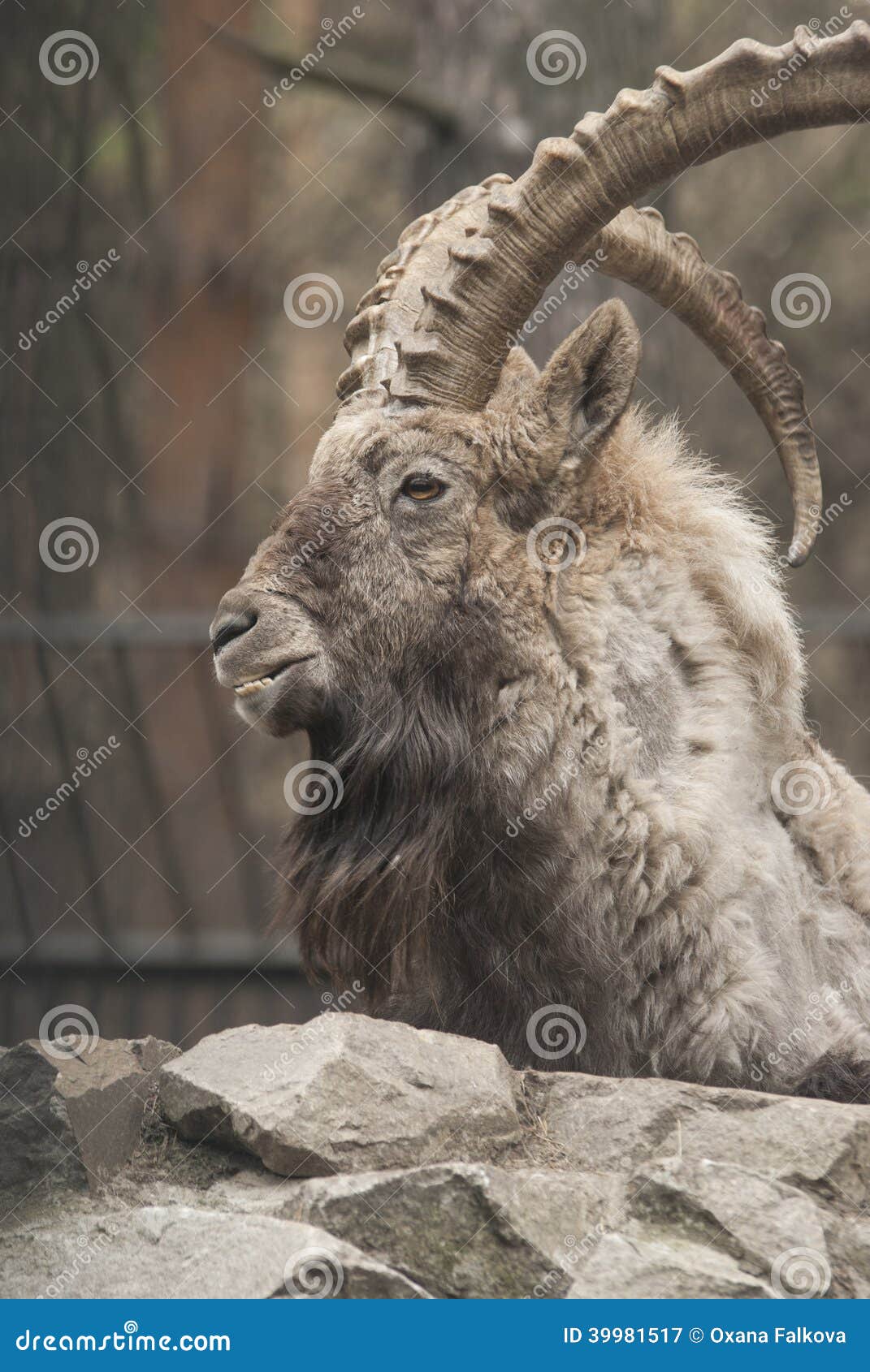 Siberische steenbok stock afbeelding. Image of geit, hoed - 39981517