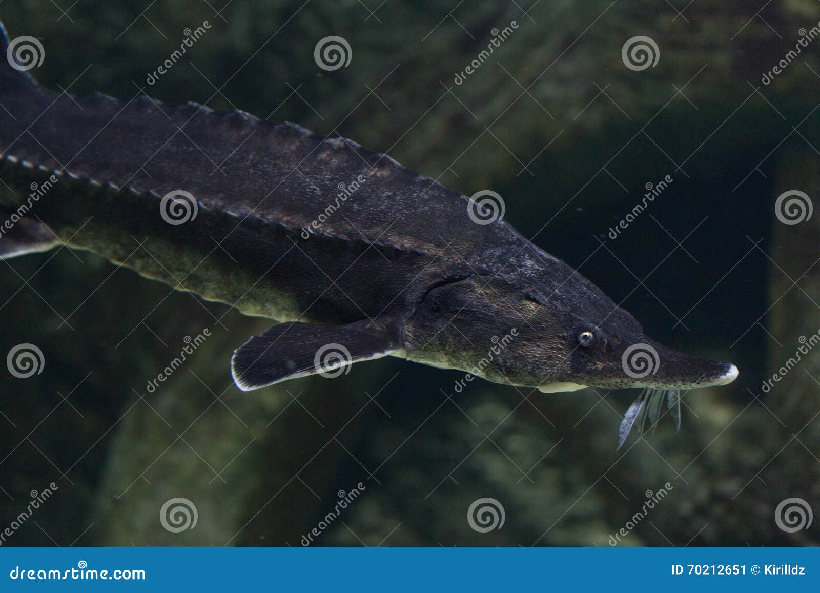 Siberische Steur Onderwater in De Wildernis Stock Afbeelding - Image of ...