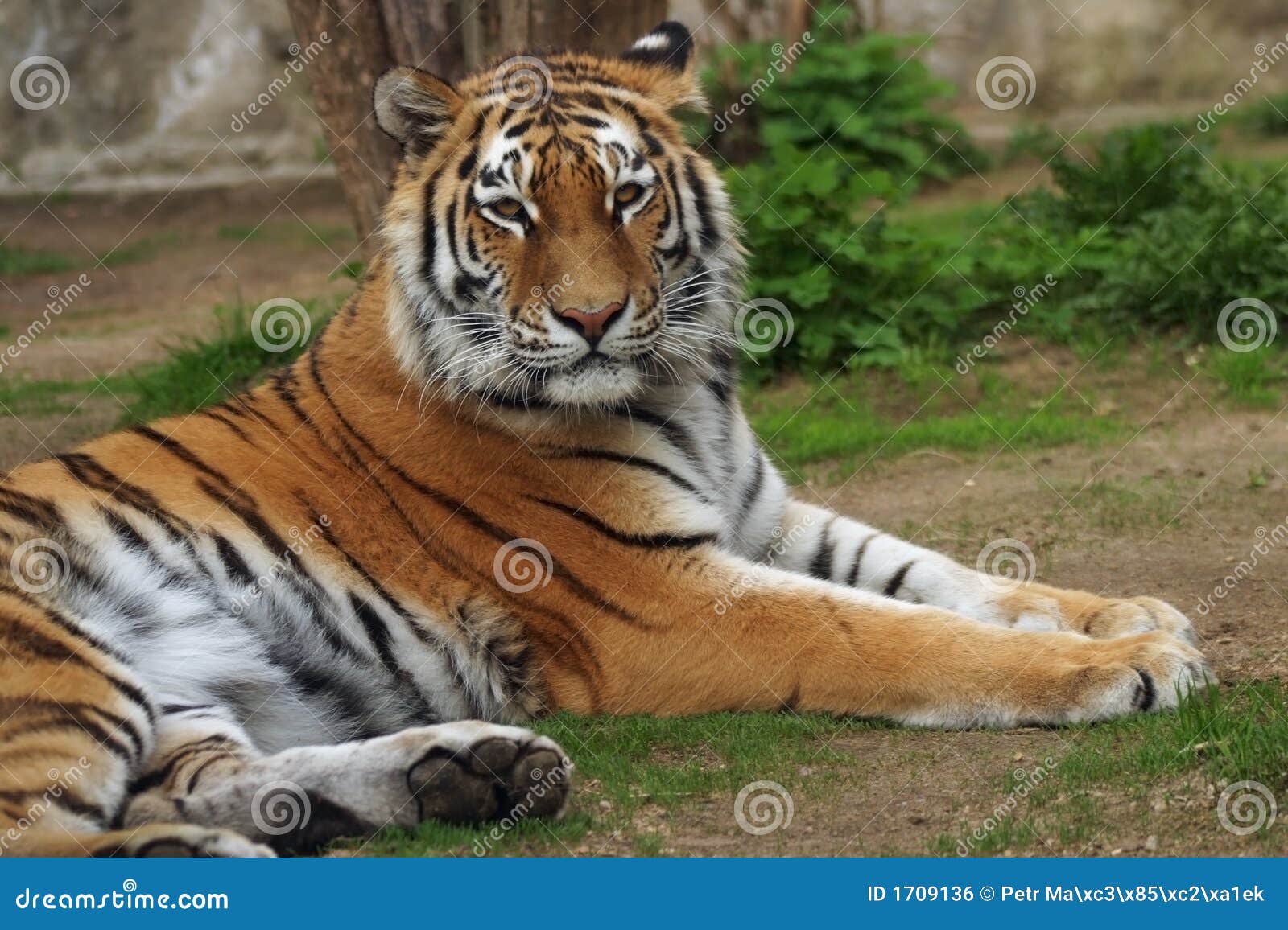 Siberische Tijger, Tijger Amur Stock Foto - Image of tijger, prooi: 1709136