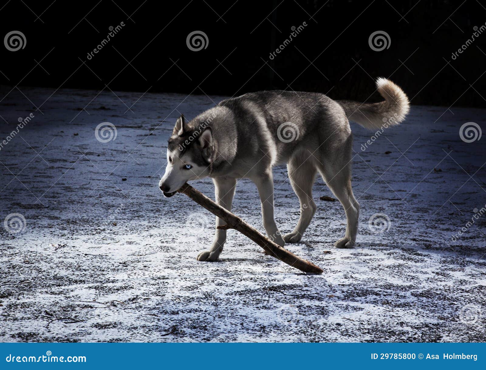 Sibirian Husky stock photo. Image of stick, sibirian - 29785800