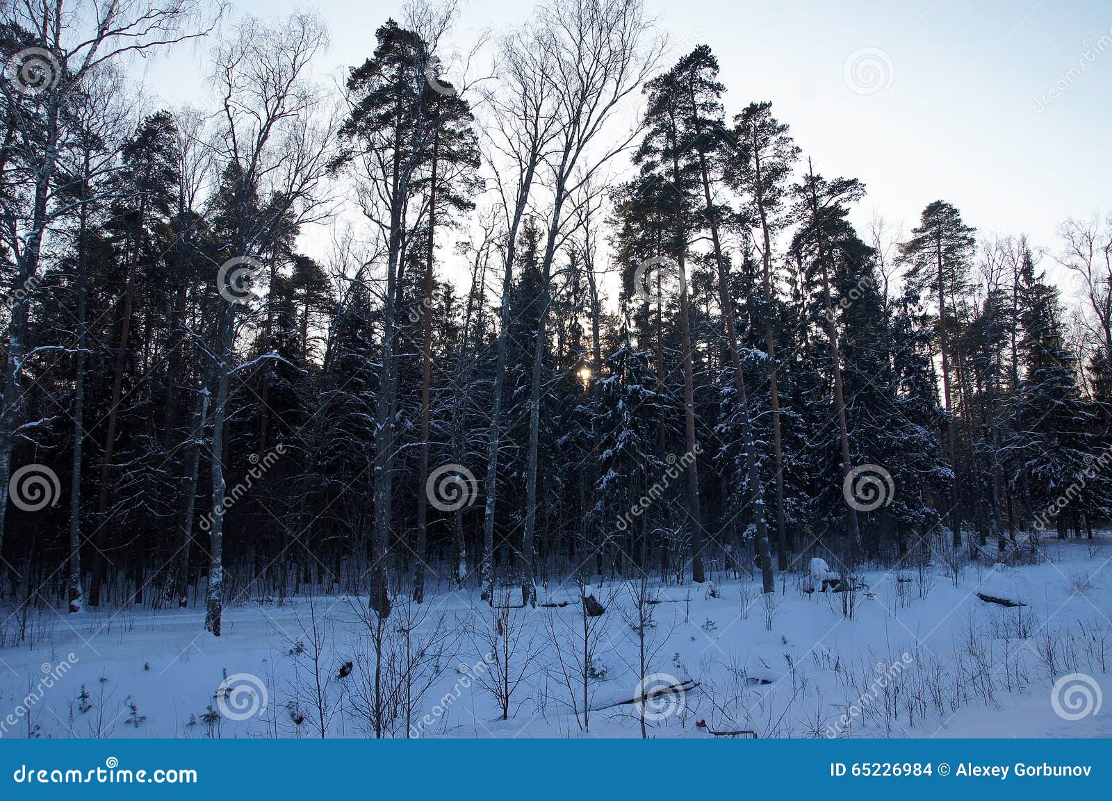 Sibirien ForestRussian Vinter Arkivfoto - Bild av lampa, sörja: 65226984