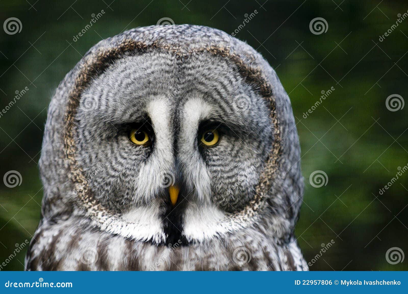 Sibirische graue Eule stockfoto. Bild von wild, nave - 22957806