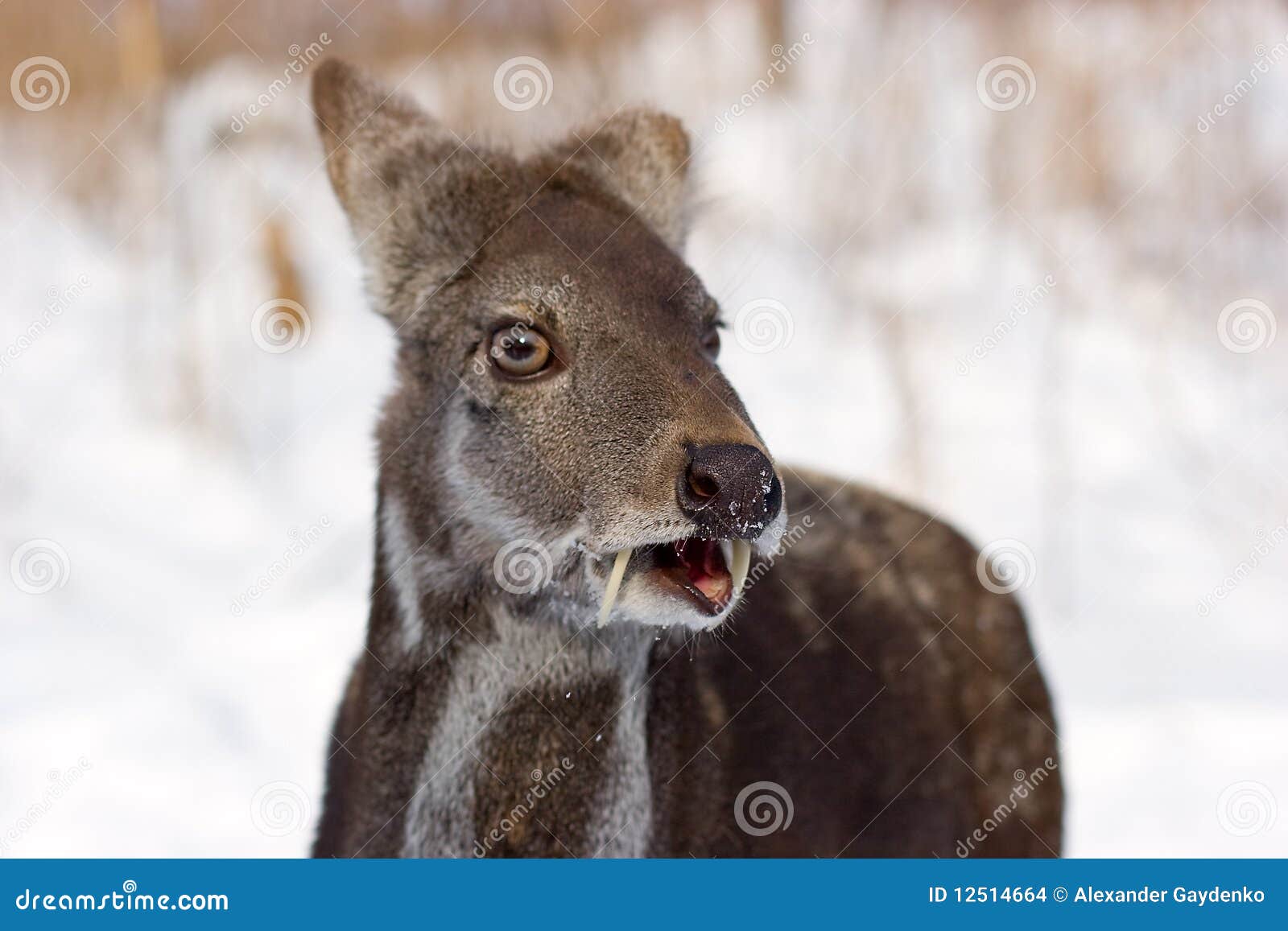 Sibirische Moschus-Rotwild stockfoto. Bild von rotwild - 12514664
