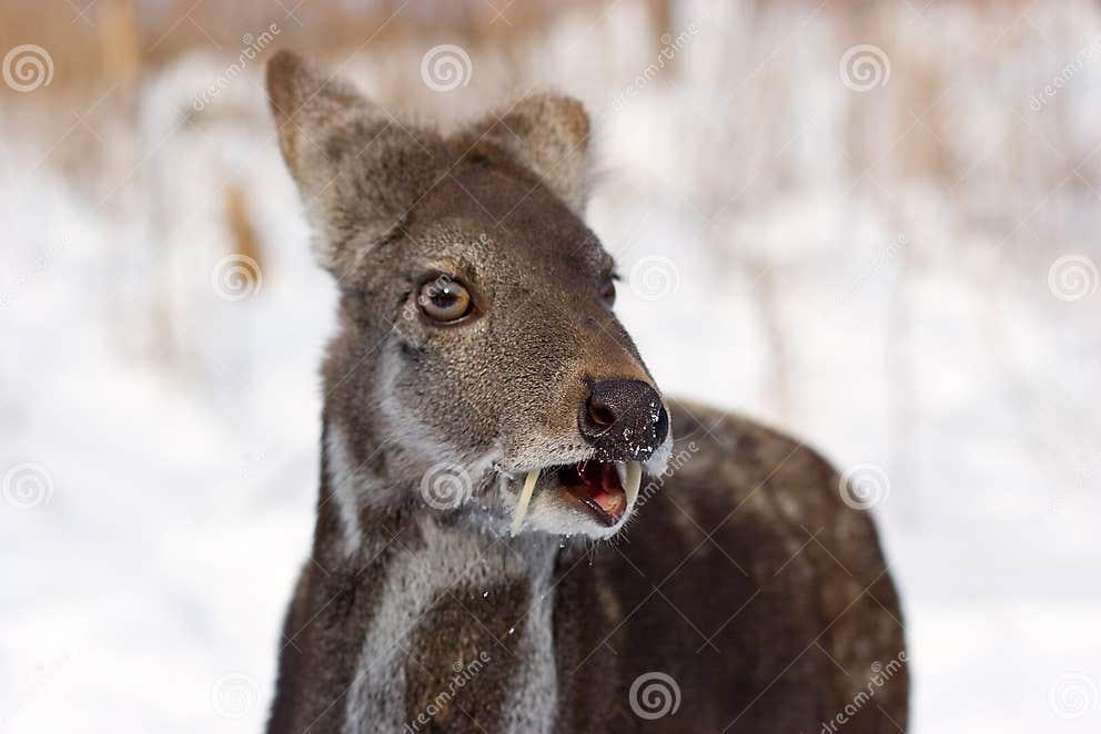 Sibirische Moschus-Rotwild stockfoto. Bild von rotwild - 12514664
