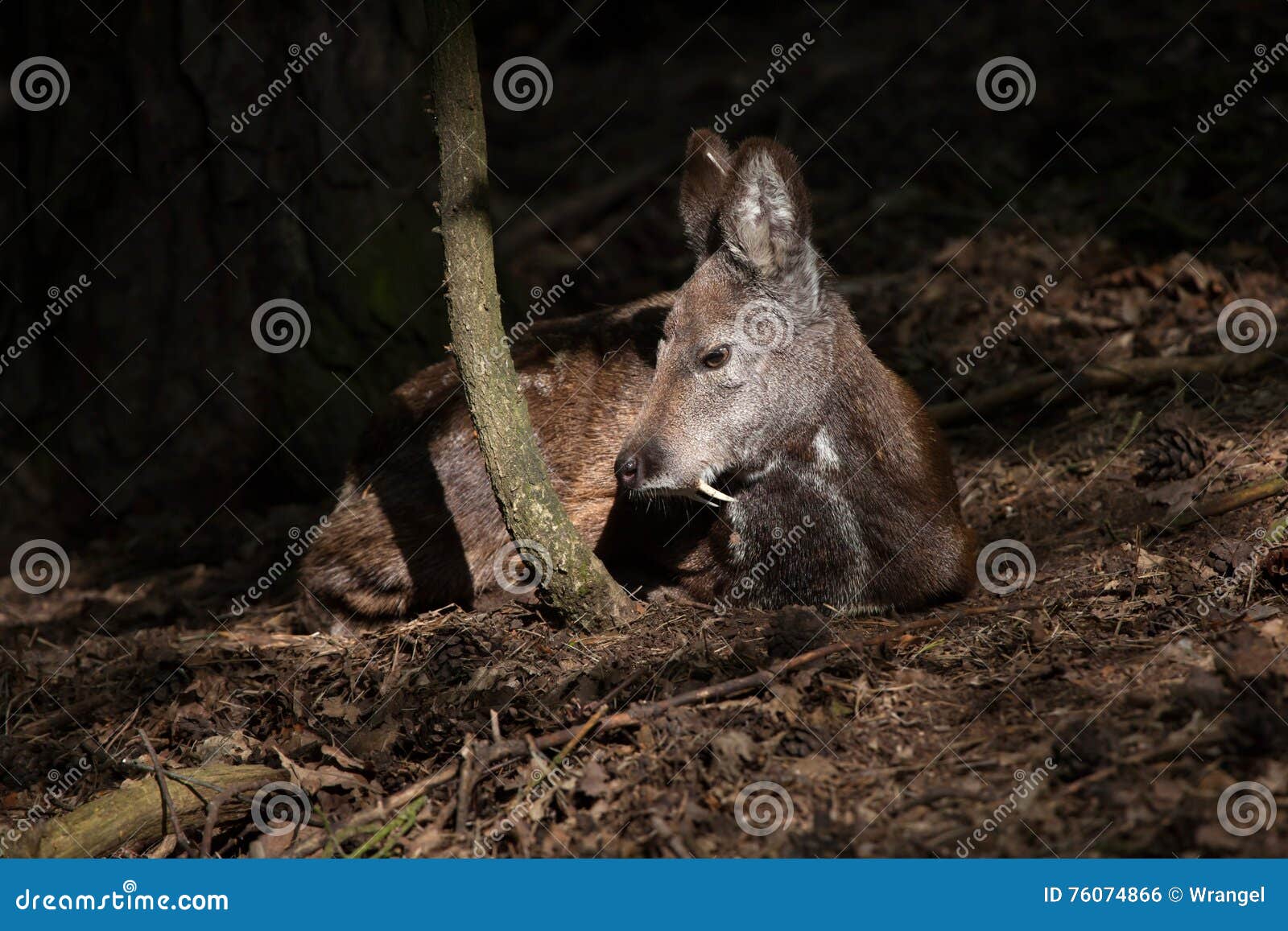 Sibirische Moschustiere (Moschus Moschiferus) Stockfoto - Bild von ...