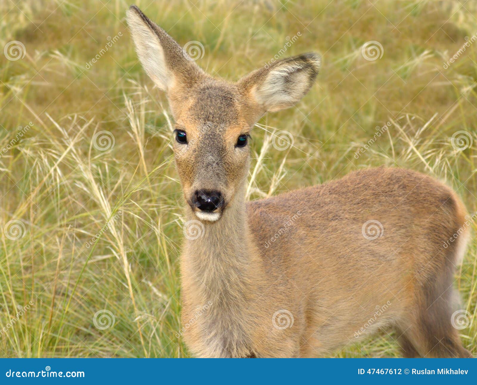 Sibirische Rehe stockfoto. Bild von pilze, sträuche, beeren - 47467612