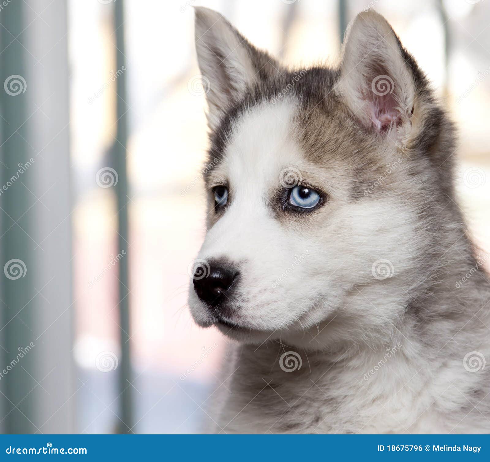 Sibirischer Husky Bild. Bild: 18675796