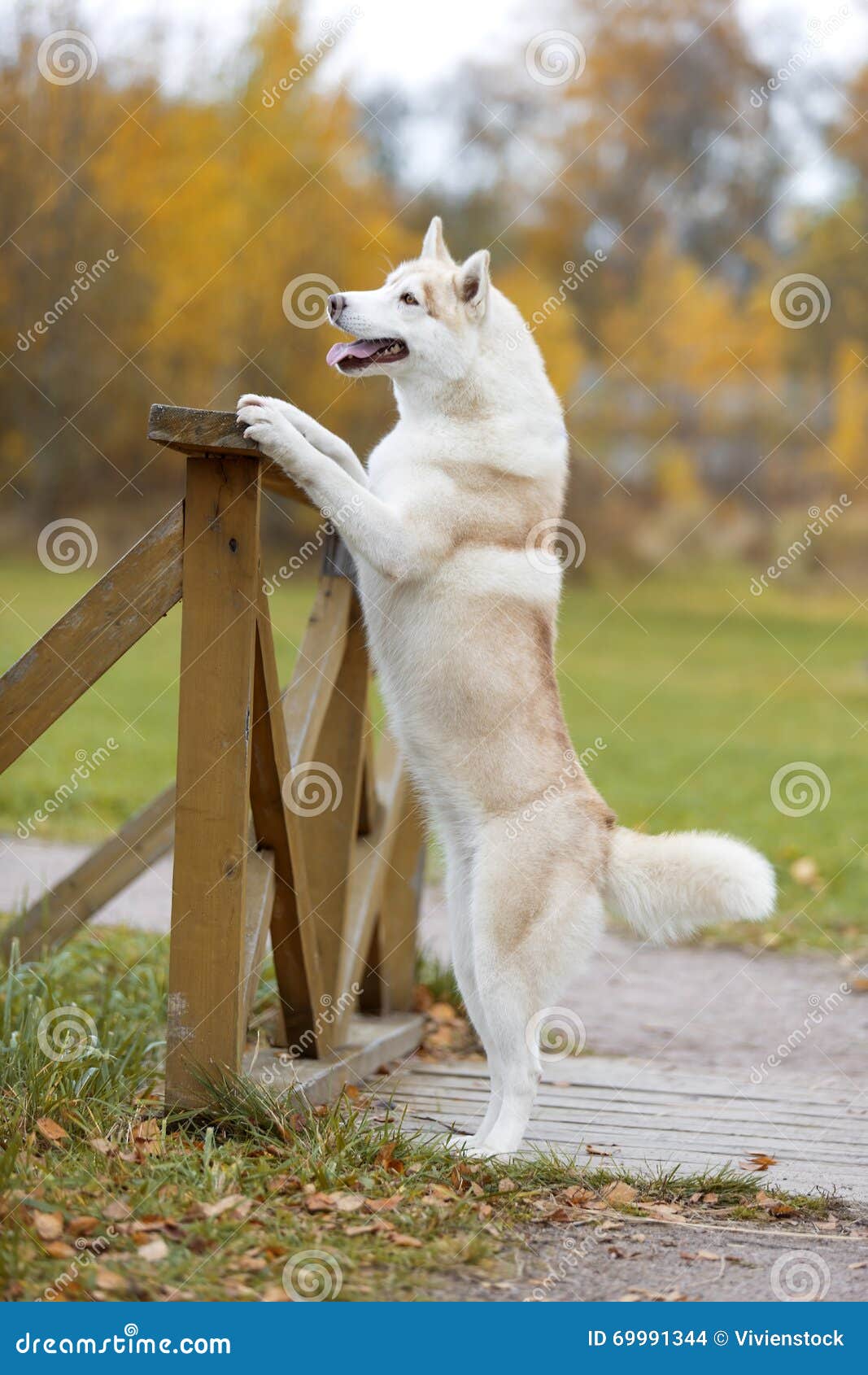 Sibirischer Husky in Der Natur Stockfoto - Bild von freund, sibirisch ...