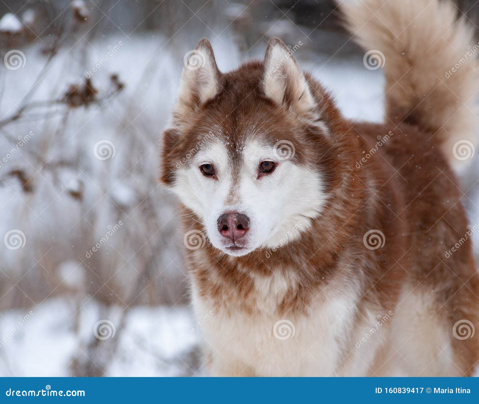 Sibirischer Husky Im Winter Stockbild - Bild von haarig, porträt: 160839417