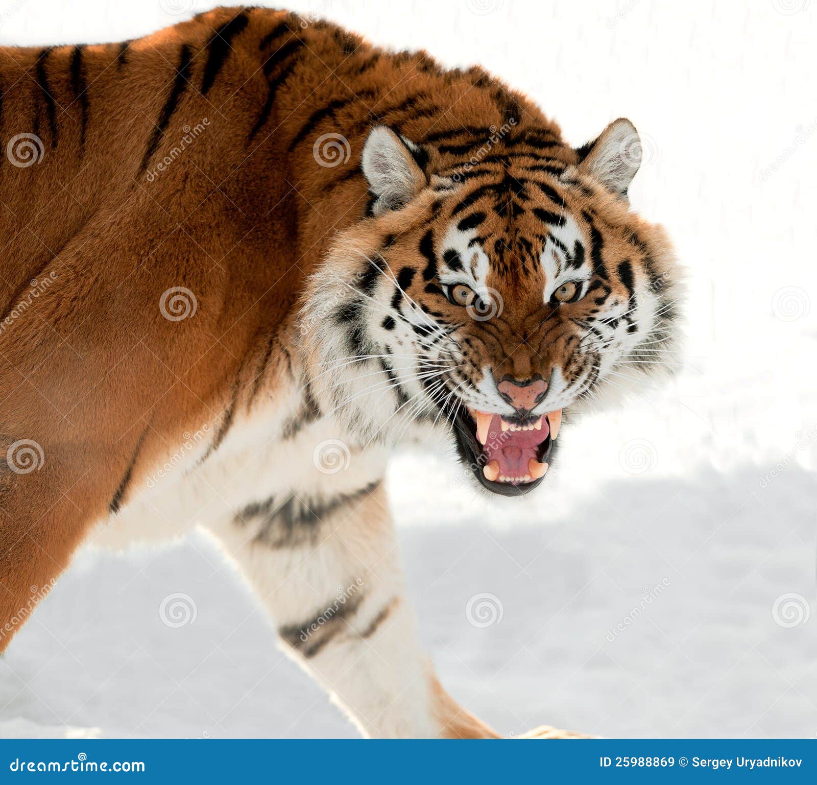 Sibirischer Knurrender Tiger Stockbild - Bild von sibirisch, gefährlich ...