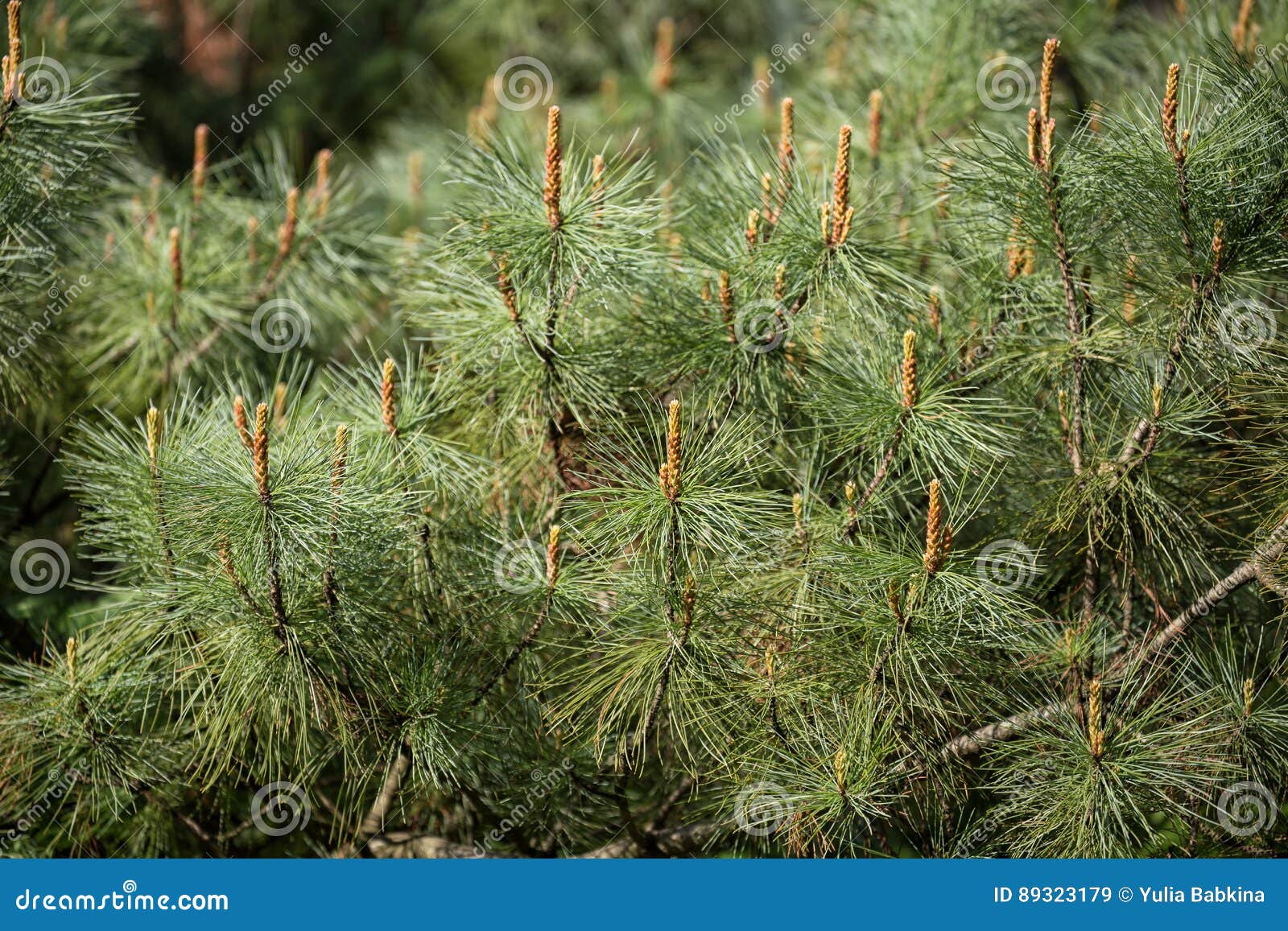 Sibirisches Spirke Pinus Pumila Stockbild - Bild von umgebung, zeder ...