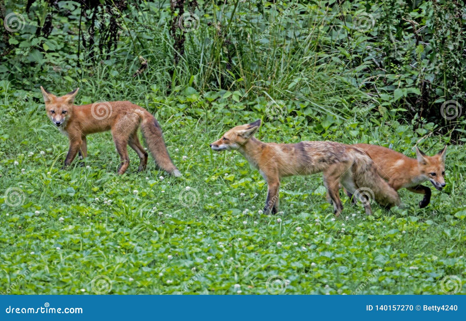 Three Young Red Fox Playing Together in Green Grass. Stock Photo ...