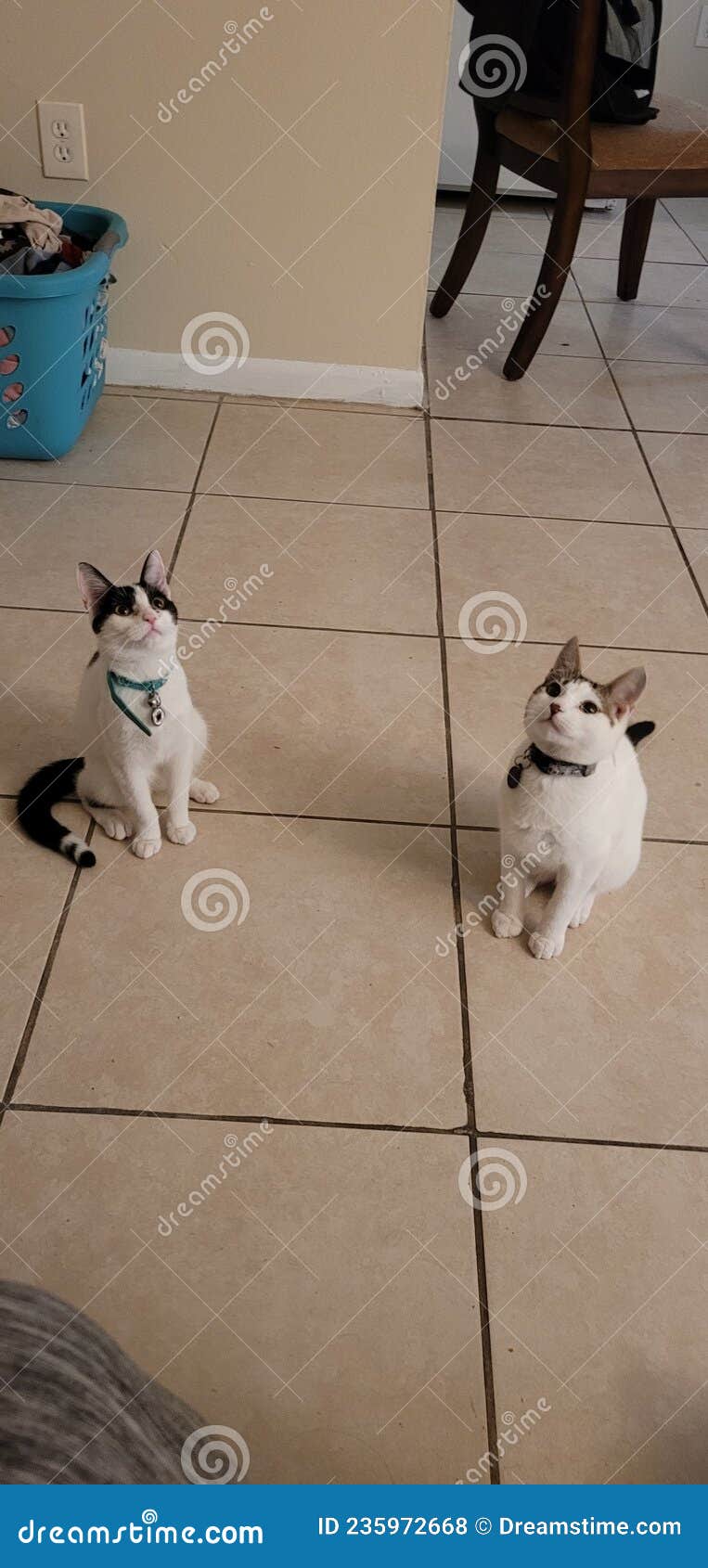 Sibling Rivalry Tail stock photo. Image of black, carnivore - 235972668