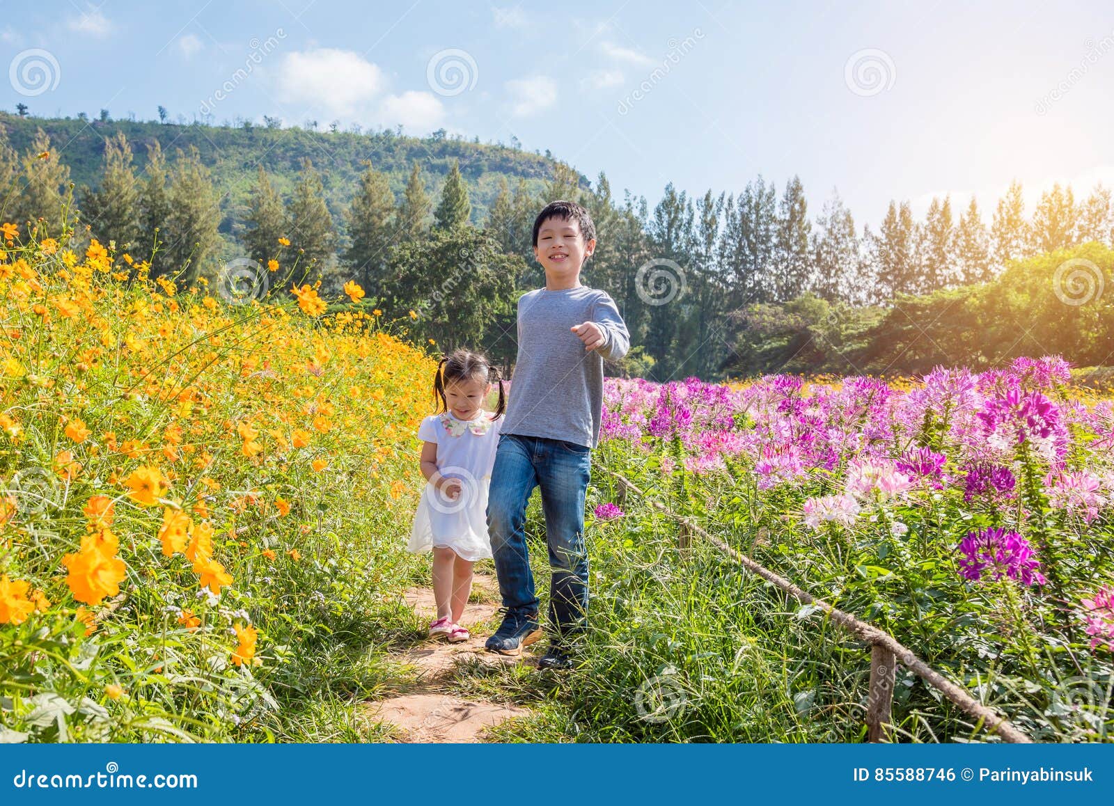 Walking Flower Mantis - Hymenopus Coronatus Royalty-Free Stock Image ...