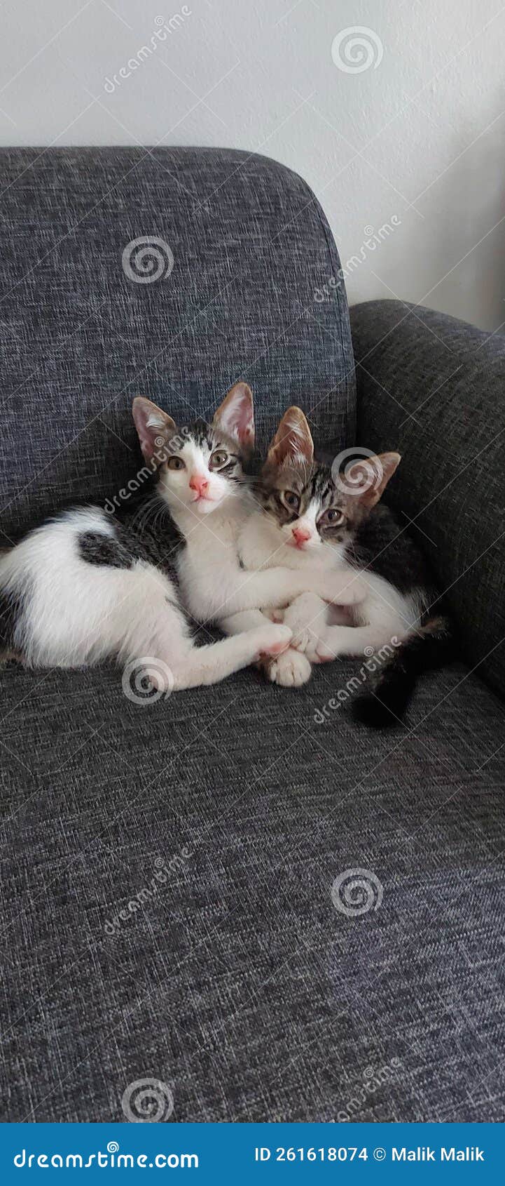 Siblings cat adopted stock photo. Image of siblings - 261618074