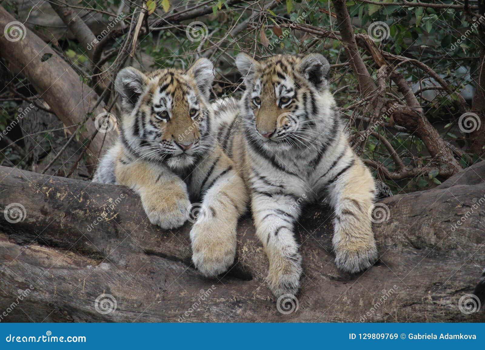 Young Siblings of a Siberian Tiger Stock Image - Image of black, young ...