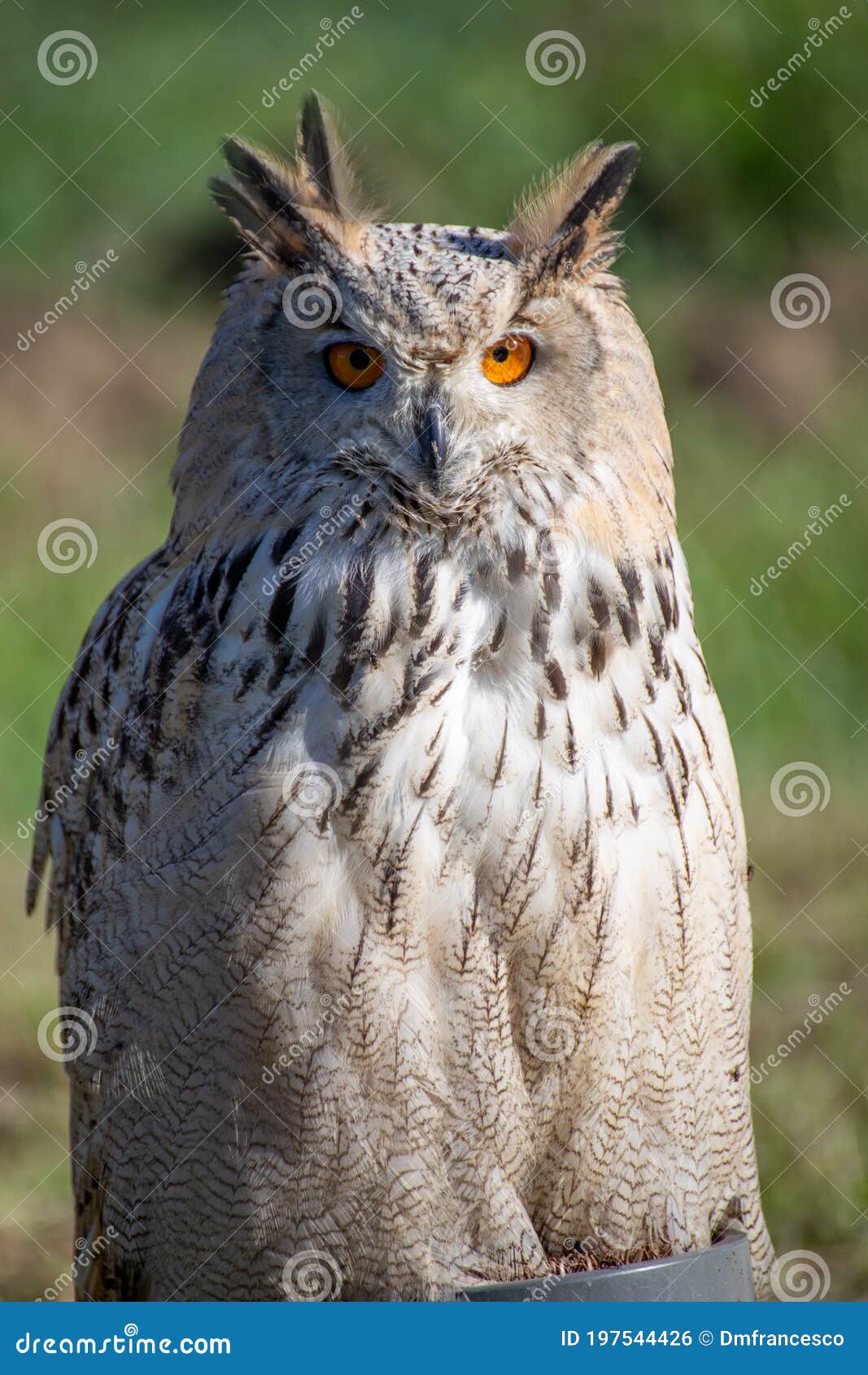 Sibrian Eagle Owl Nocturnal Bird of Prey Predator Stock Photo - Image ...