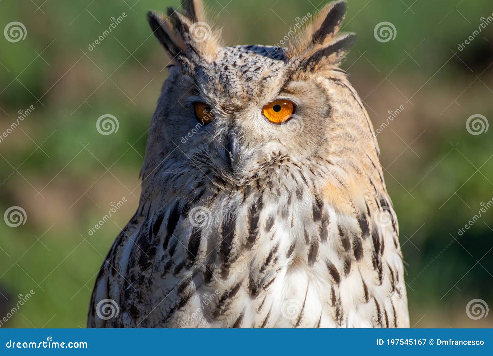 Sibrian Eagle Owl Nocturnal Bird of Prey Predator Stock Image - Image ...