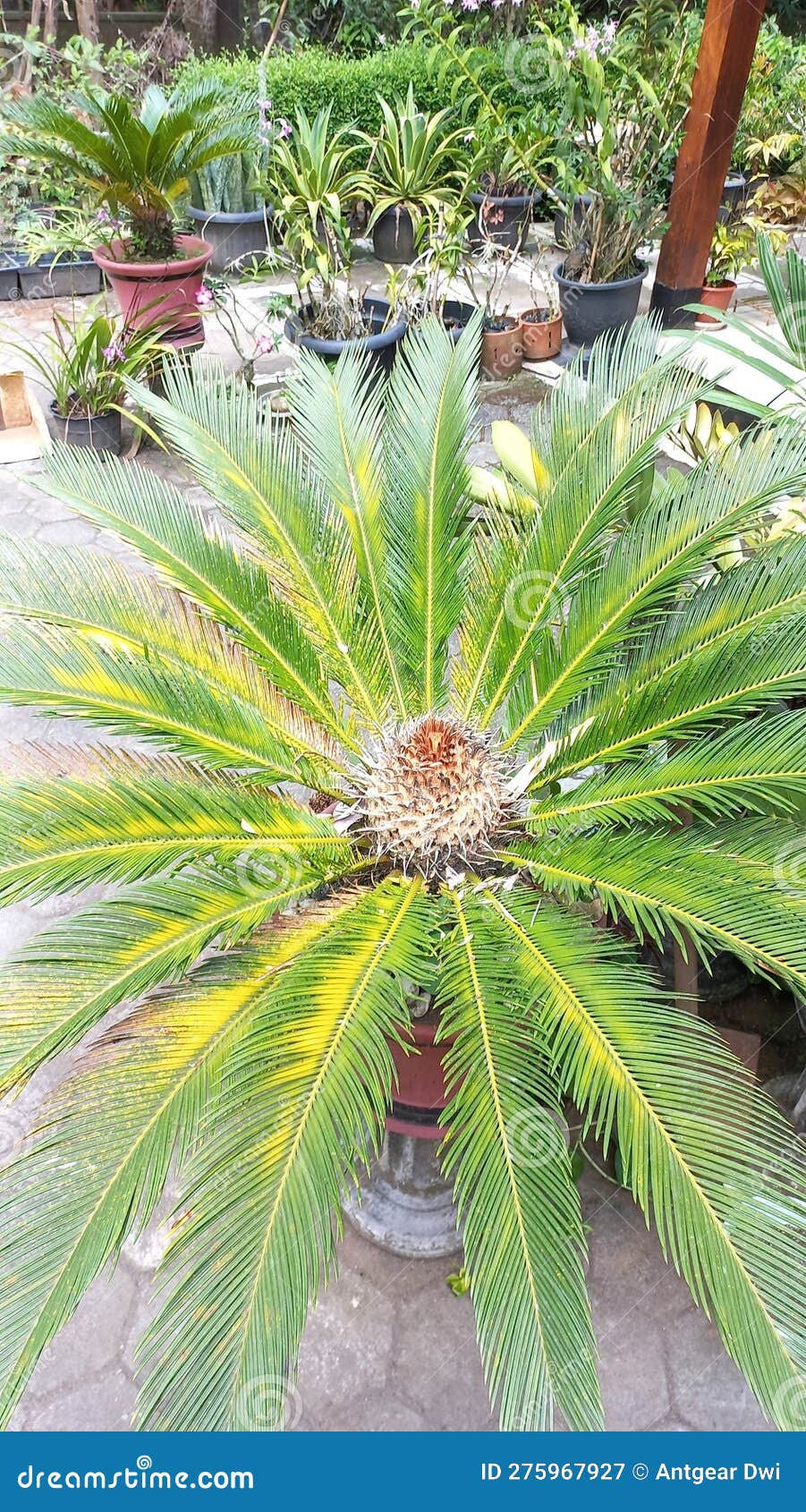 Tropis Tree Royalty-Free Stock Photo | CartoonDealer.com #200577735