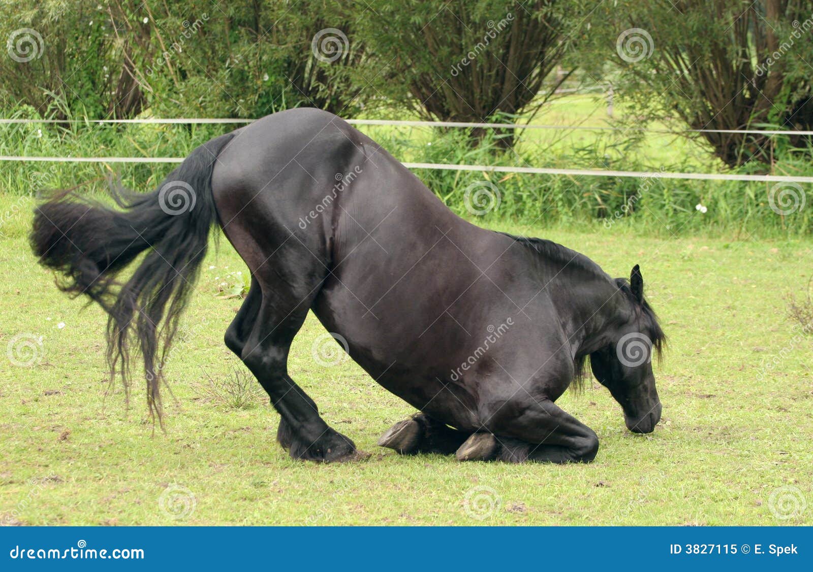 Sich hinlegen stockbild. Bild von schwarzes, nave, wiese - 3827115