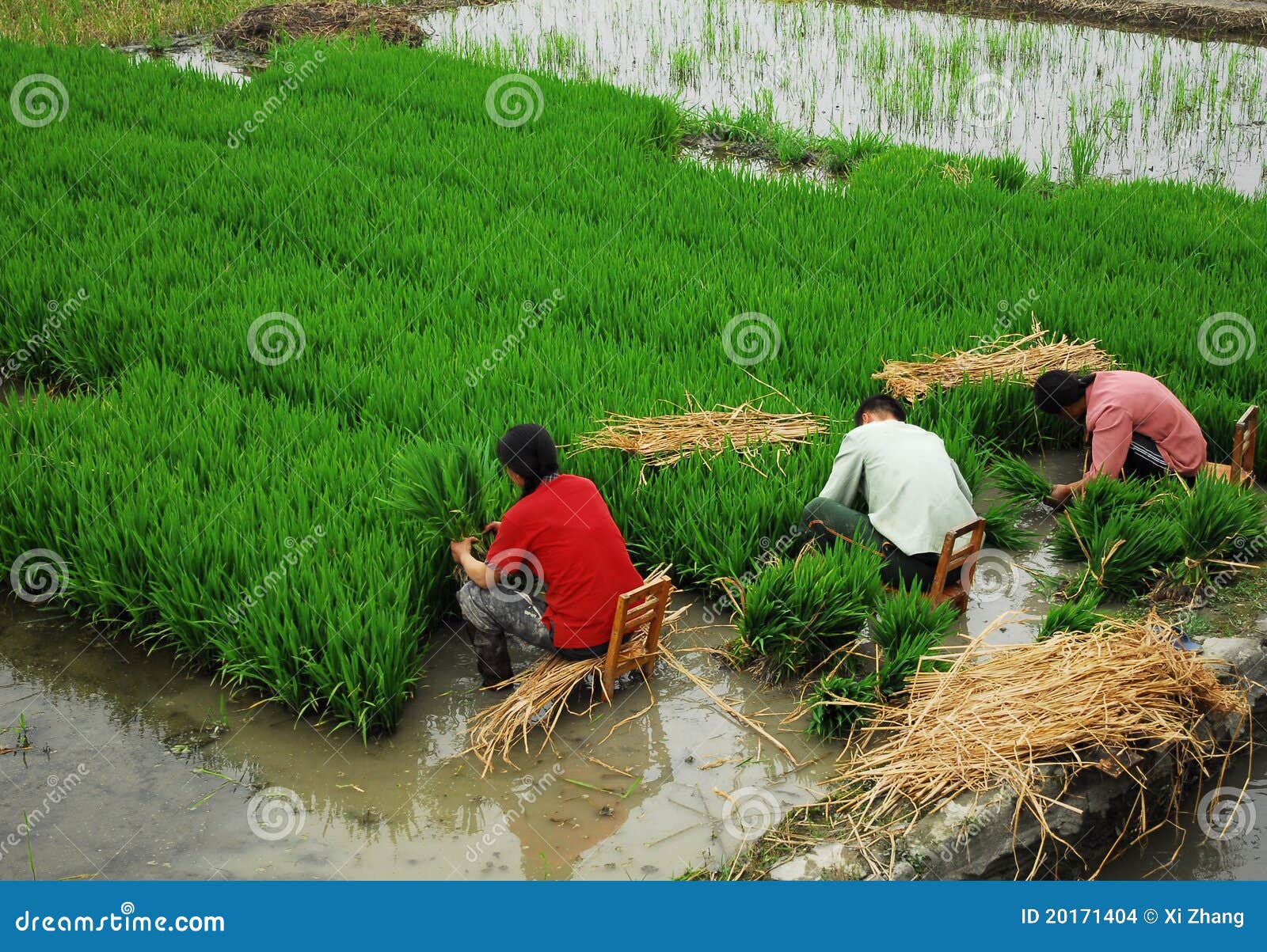 Sichuan :Chinese Farmer editorial stock image. Image of farmer - 20171404