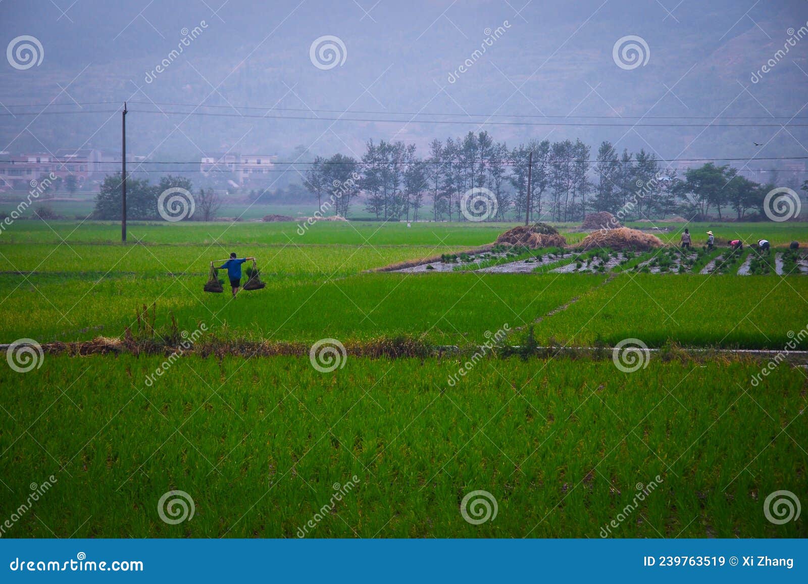 Sichuan :Chinese Farmer editorial stock image. Image of crops - 239763519