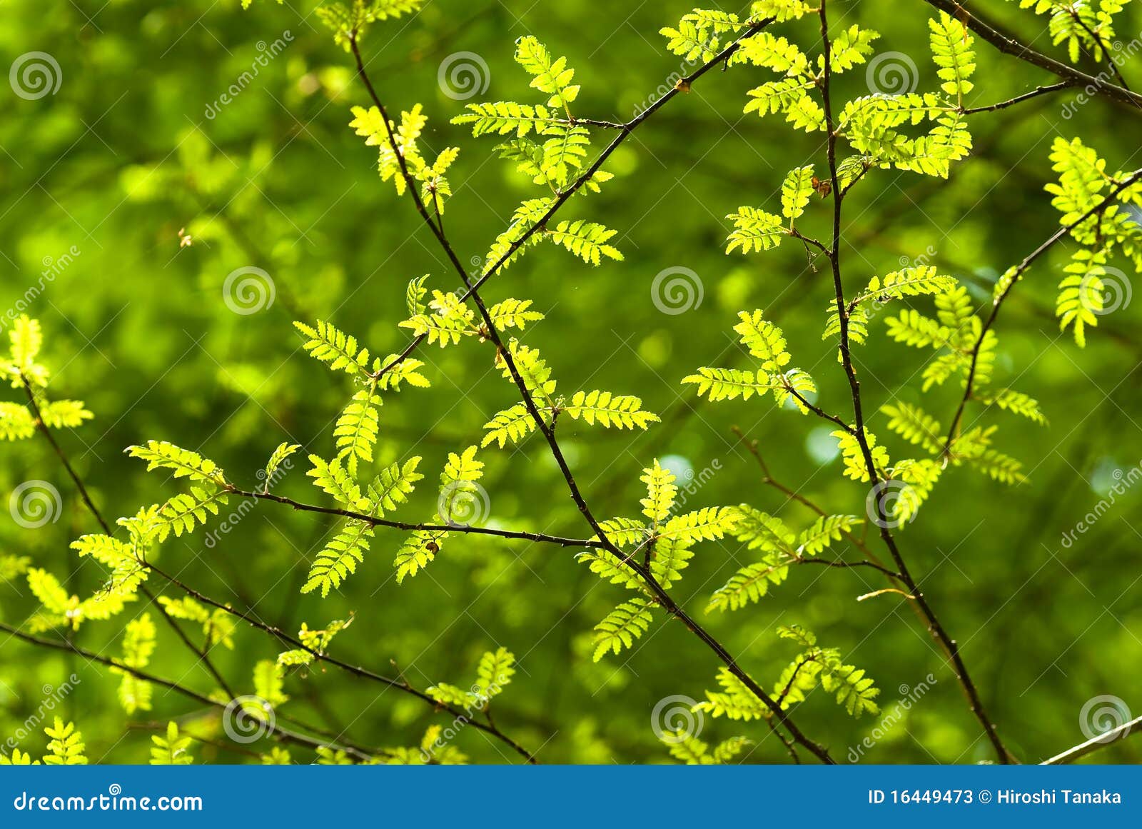 Sichuan pepper leaves stock image. Image of acer, field - 16449473