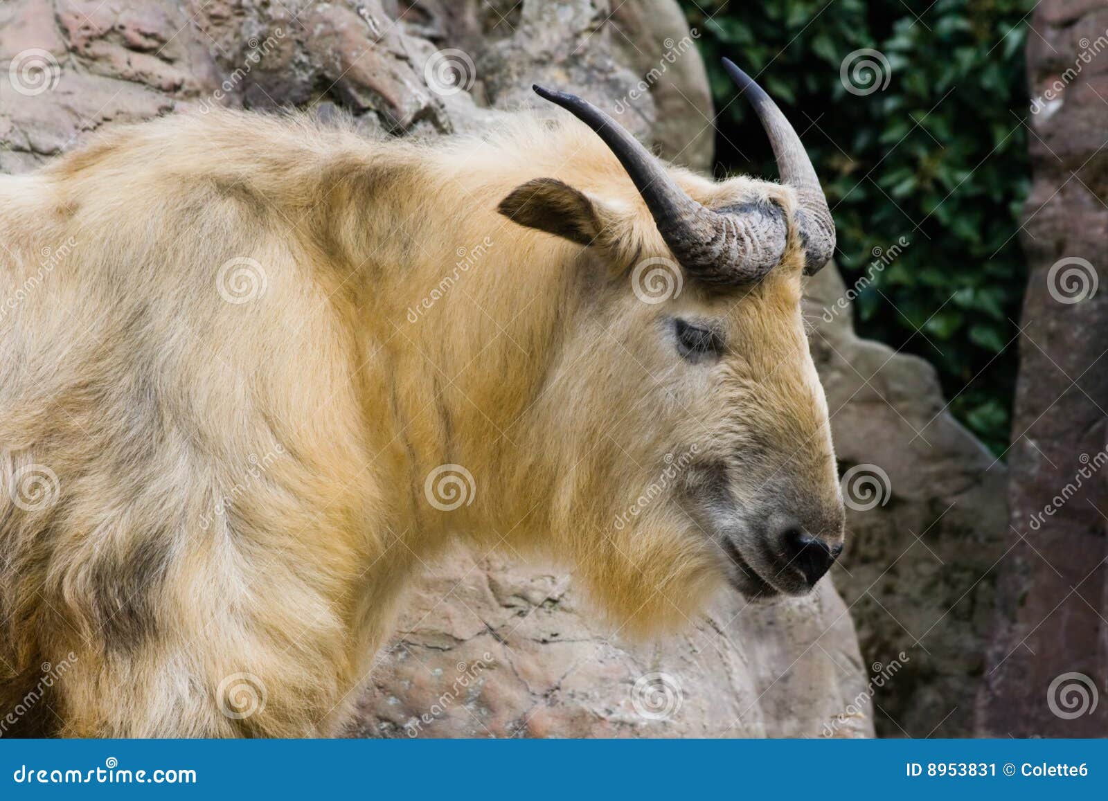 Sichuan takin stock image. Image of takin, goat, sichuan - 8953831