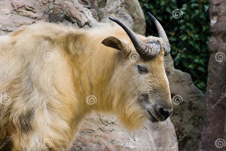 Sichuan takin stock image. Image of takin, goat, sichuan - 8953831