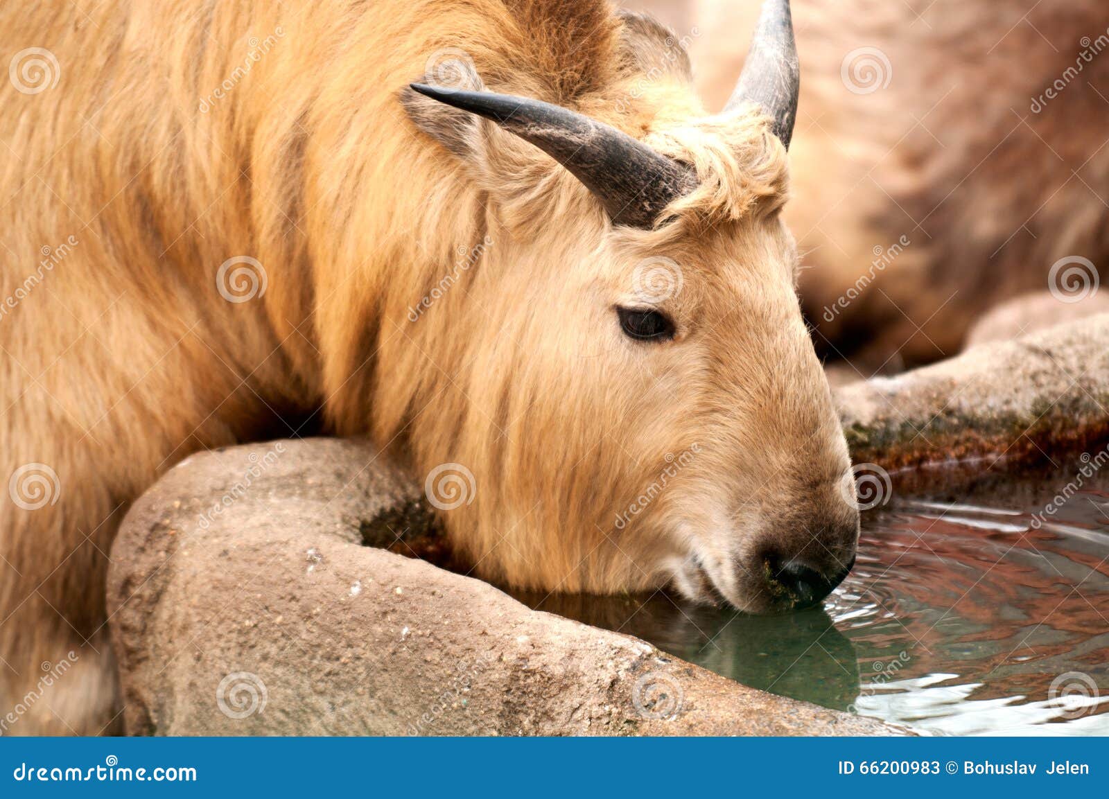 Sichuan takin stock image. Image of wild, mountains, close - 66200983