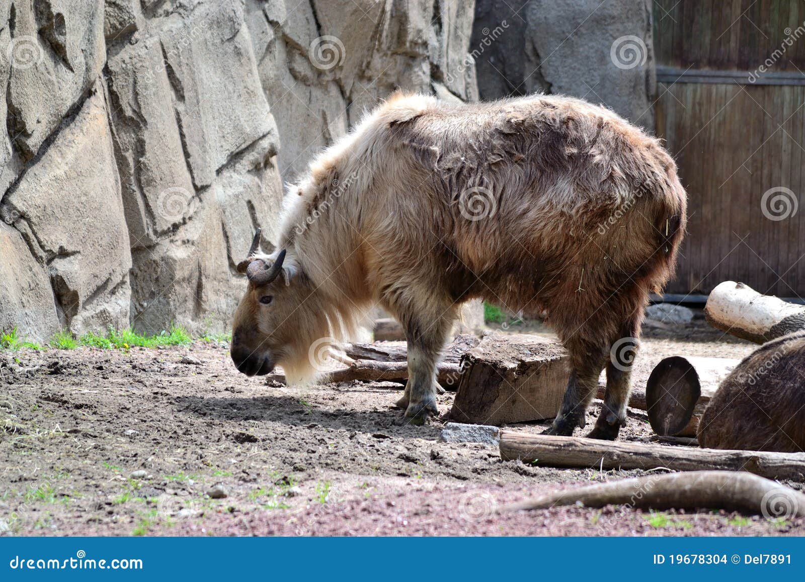 Sichuan Takin Foraging for Food Stock Photo - Image of takin, hoofed ...