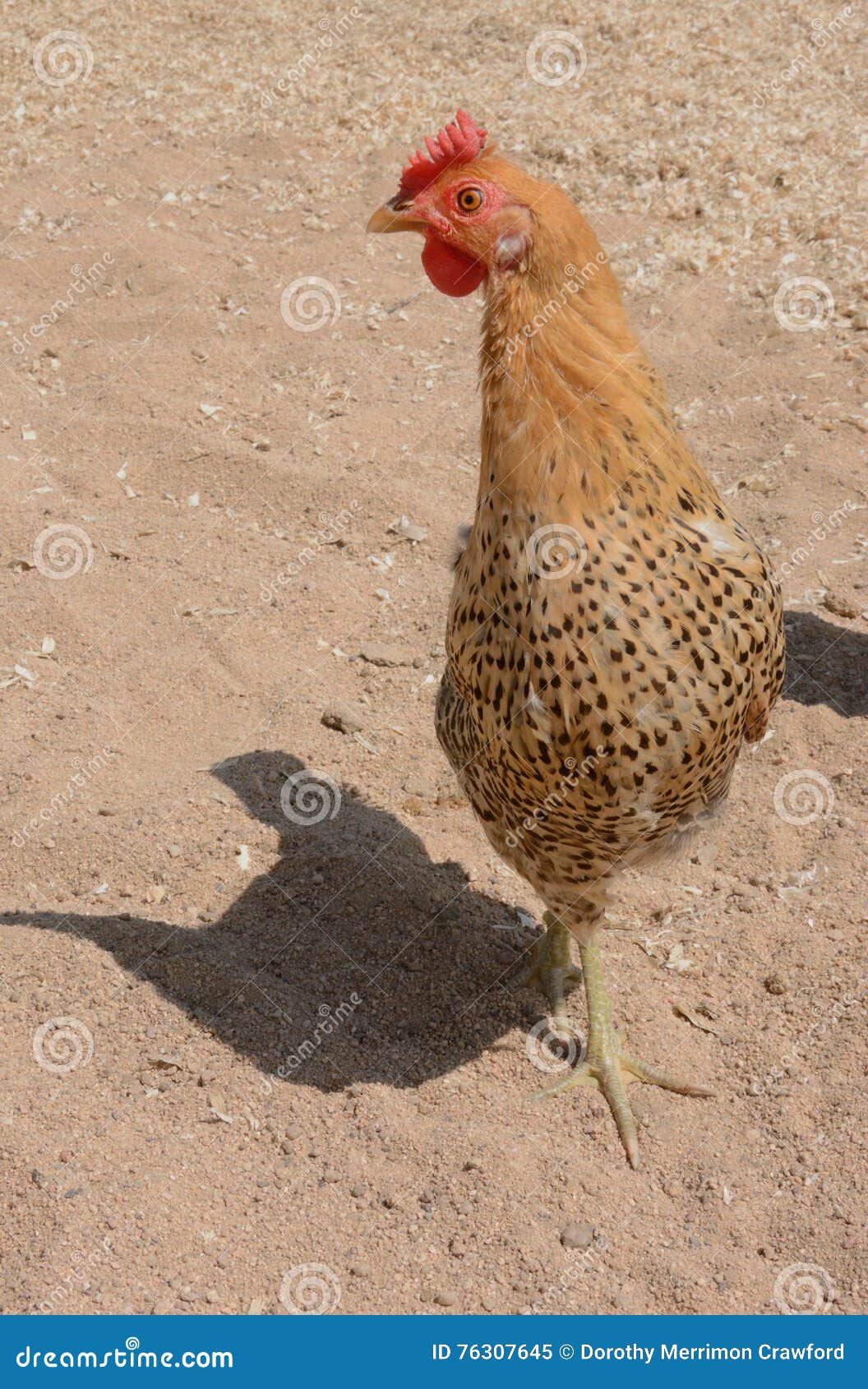 Sicilian Buttercup chicken stock image. Image of farming - 76307645