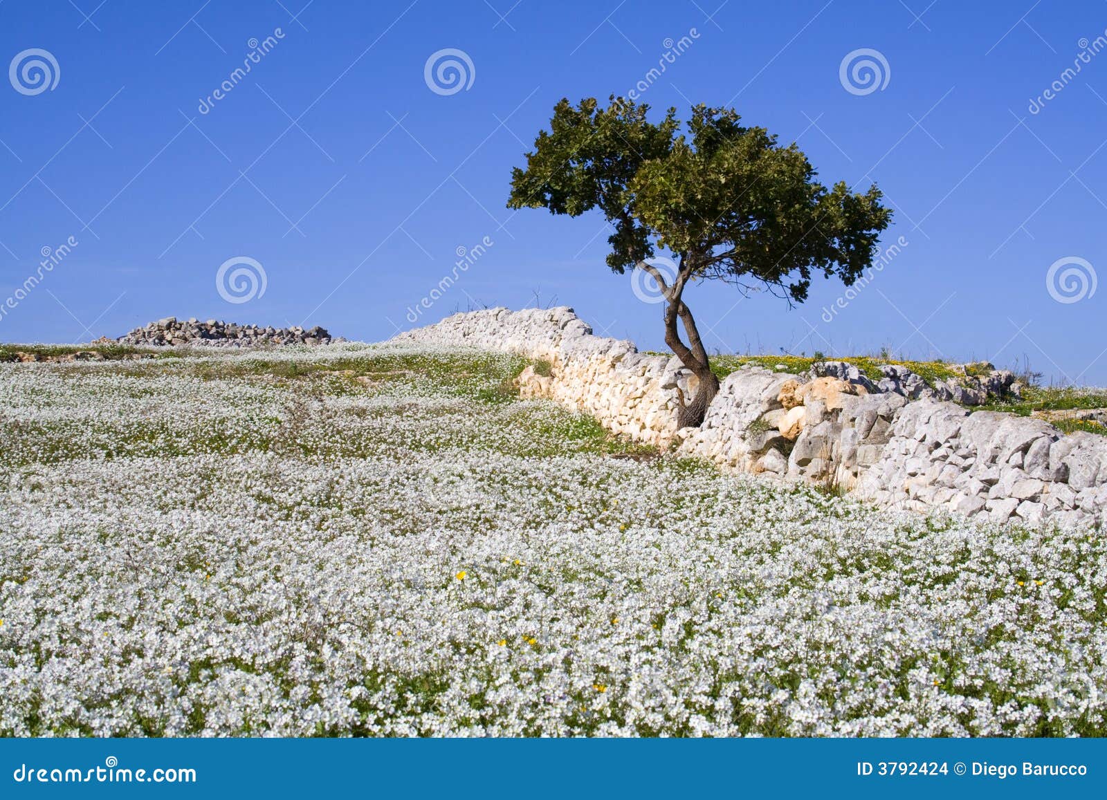 Sicilian Landscape stock photo. Image of life, branches - 3792424