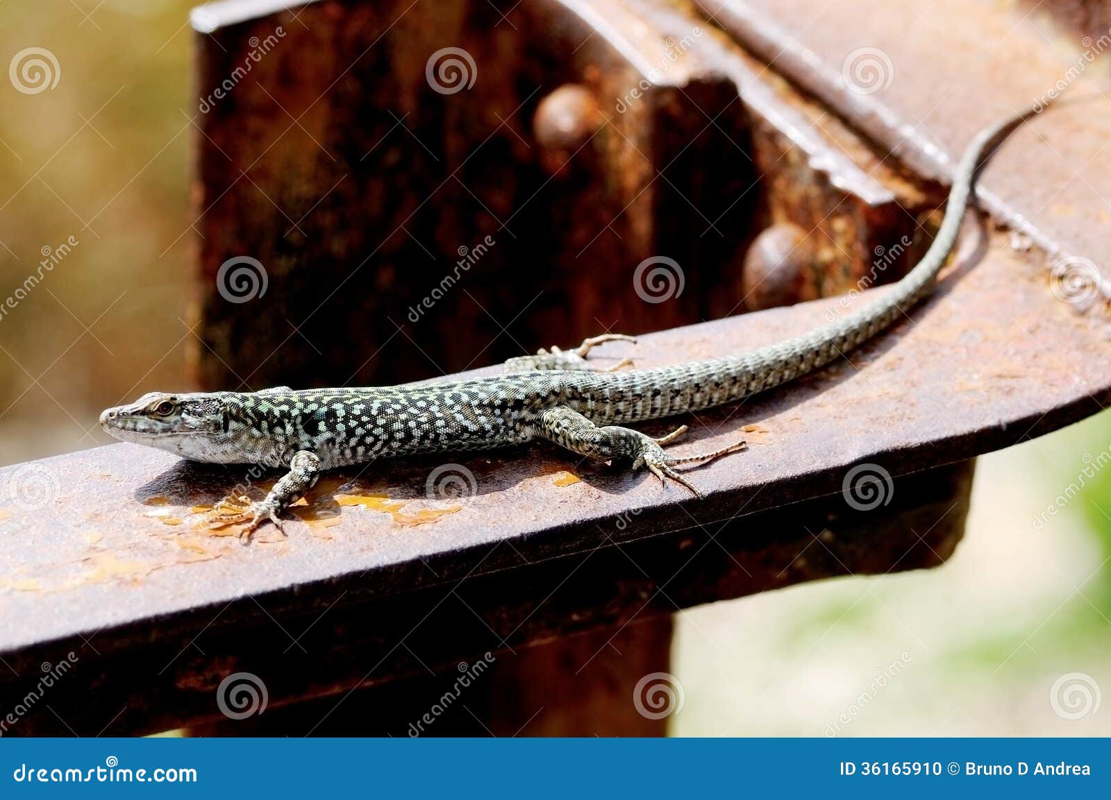 Sicilian lizard stock photo. Image of small, gecko, camouflage - 36165910