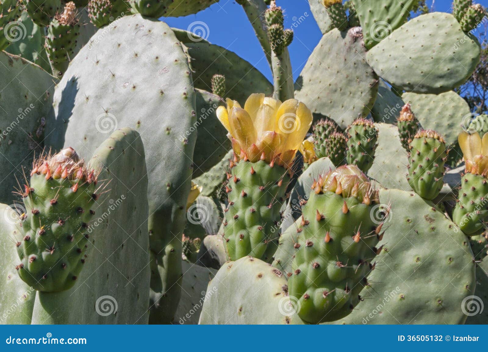 Sicilian Mediterranean Sea Cactus Stock Photo - Image of food, israel ...