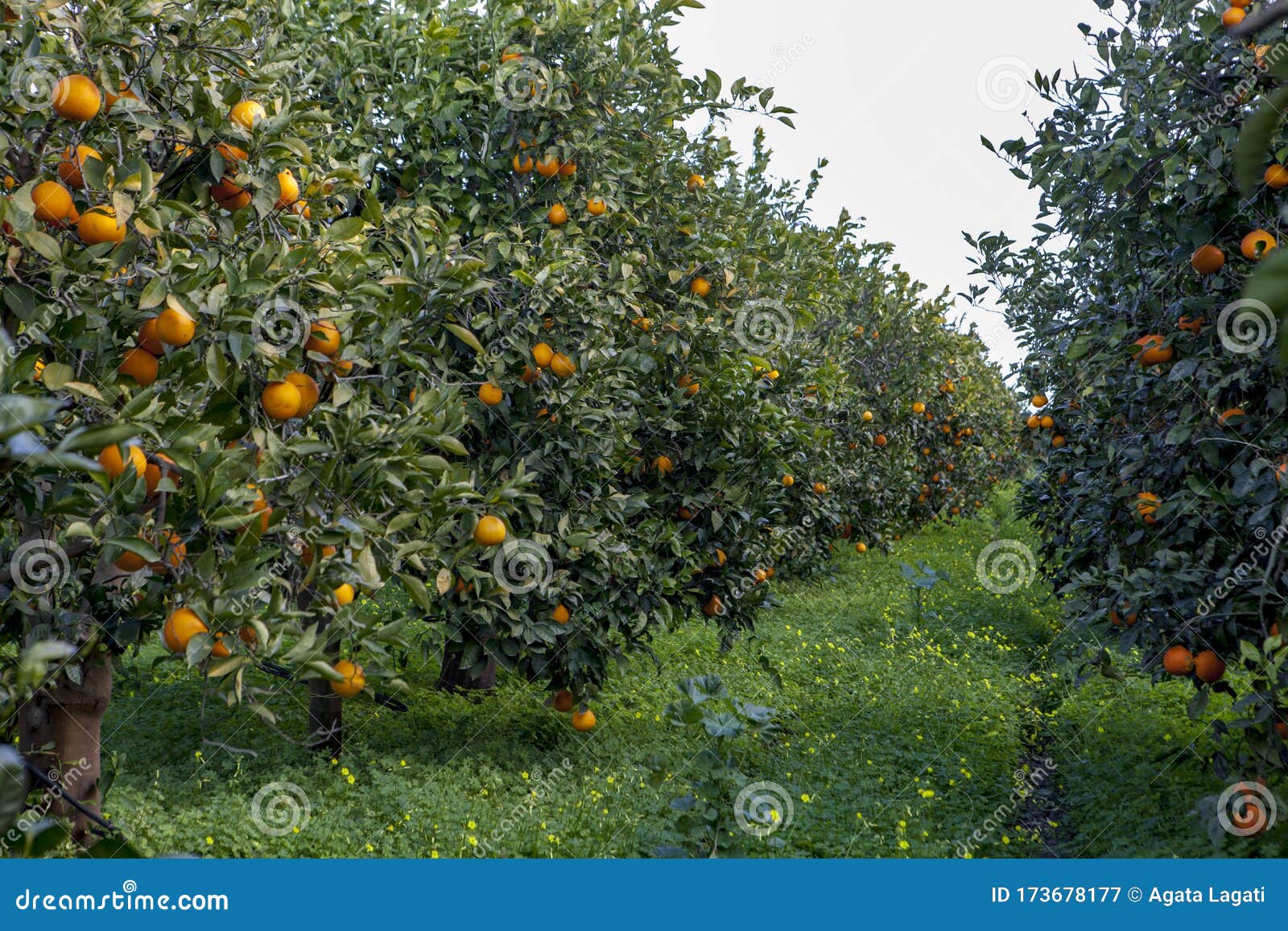 Sicilian Orange Trees in a Field Stock Image - Image of freshness ...