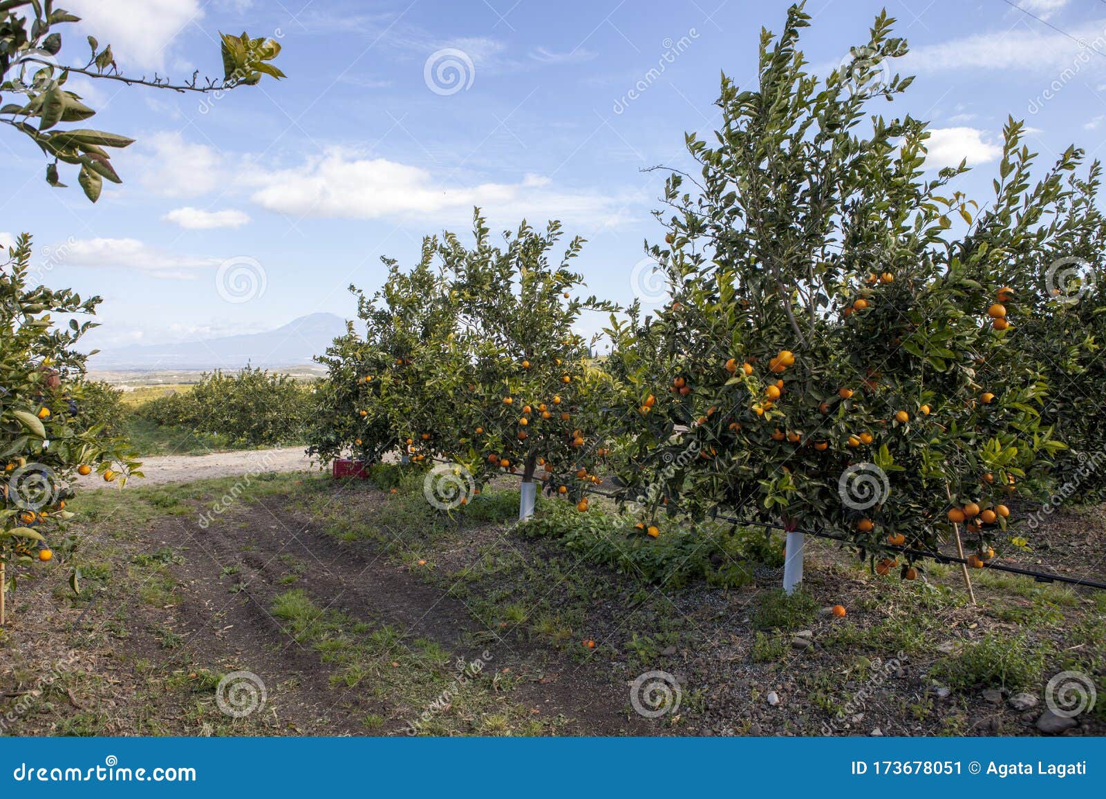 Sicilian Orange Trees Overlooking Etna Stock Image - Image of fruit ...