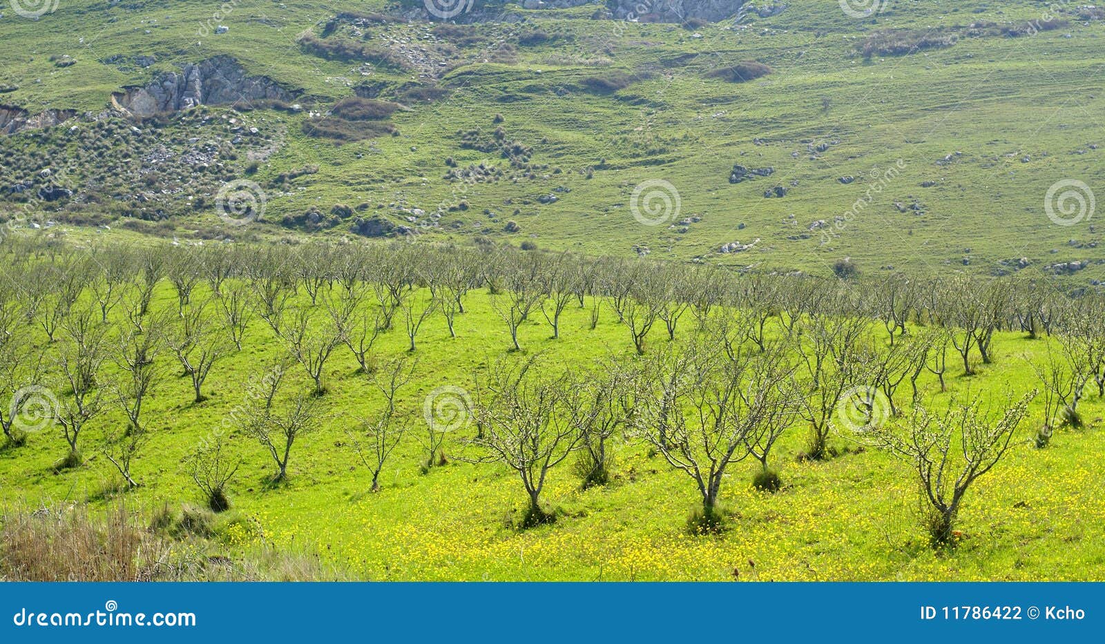 Sicily countryside stock photo. Image of hillside, country - 11786422