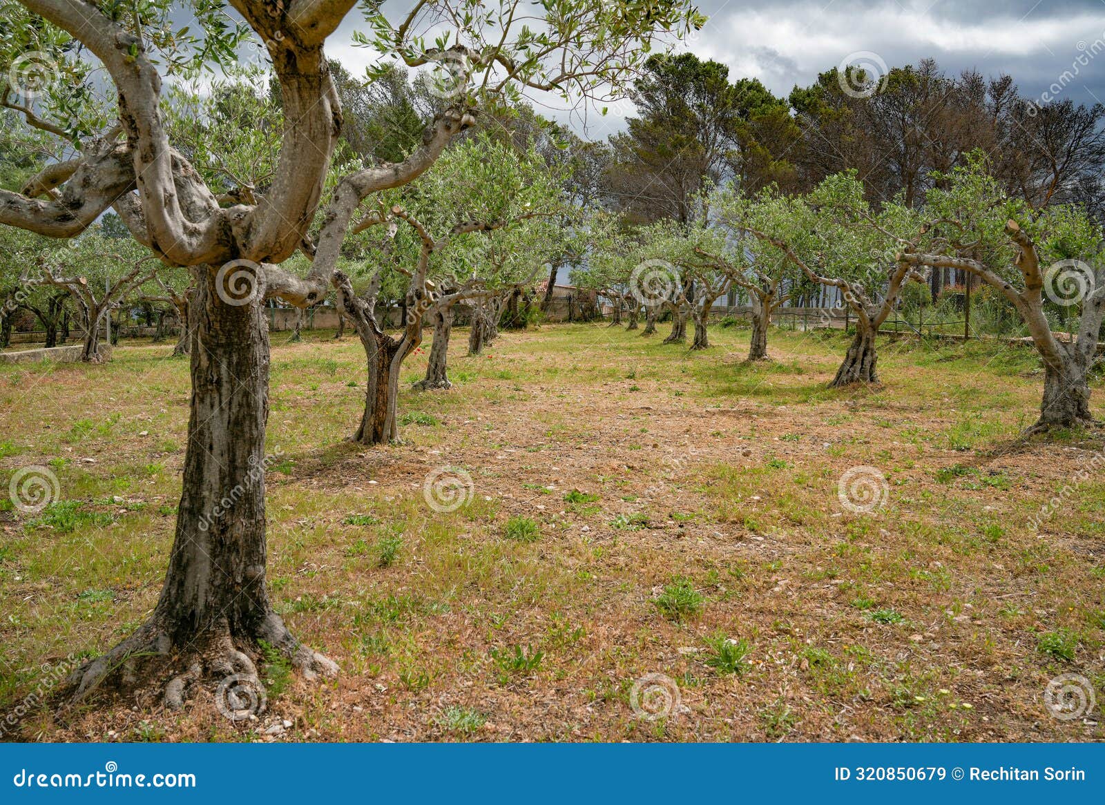 Olive Orchard. Agrotourism in Sicily, Italy, Europe Stock Image - Image ...