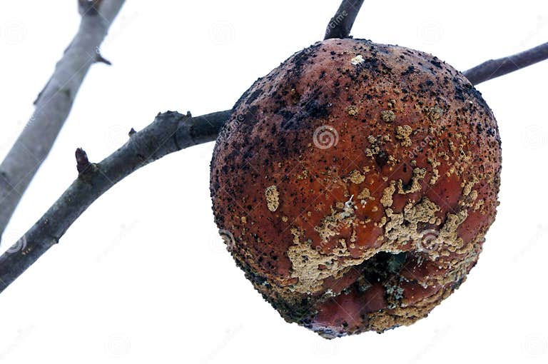 Sick apple stock photo. Image of closeup, tree, sick - 28549766