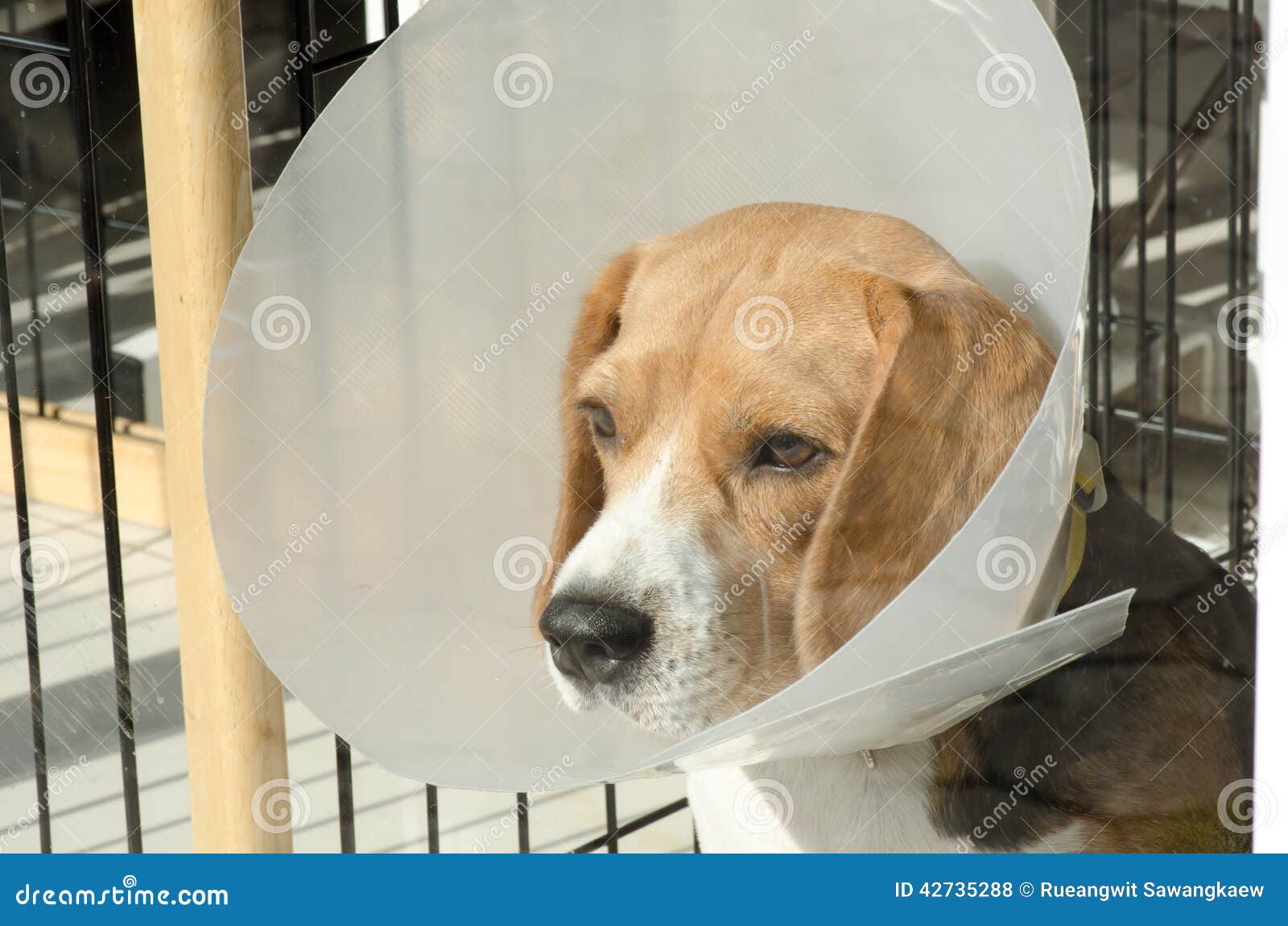 A sick Beagle puppy stock photo. Image of cast, sadness - 42735288