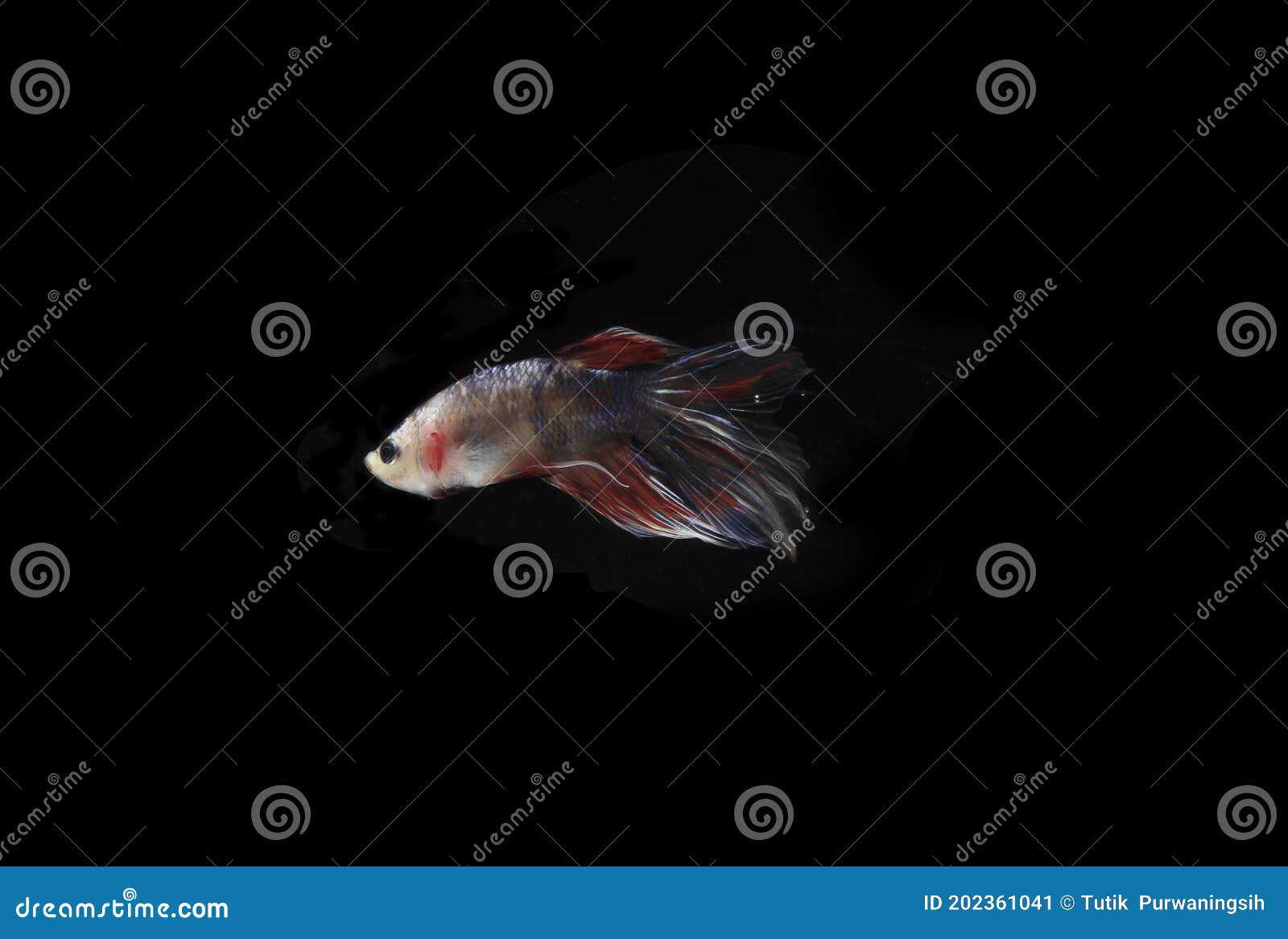 Sick Betta Fish, Damage or Broken Fin at Black Background Stock Image ...