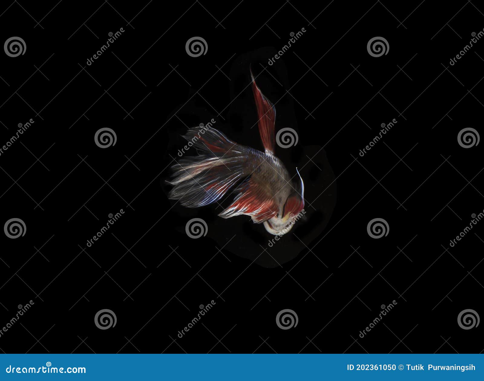 Sick Betta Fish, Damage or Broken Fin at Black Background Stock Photo ...