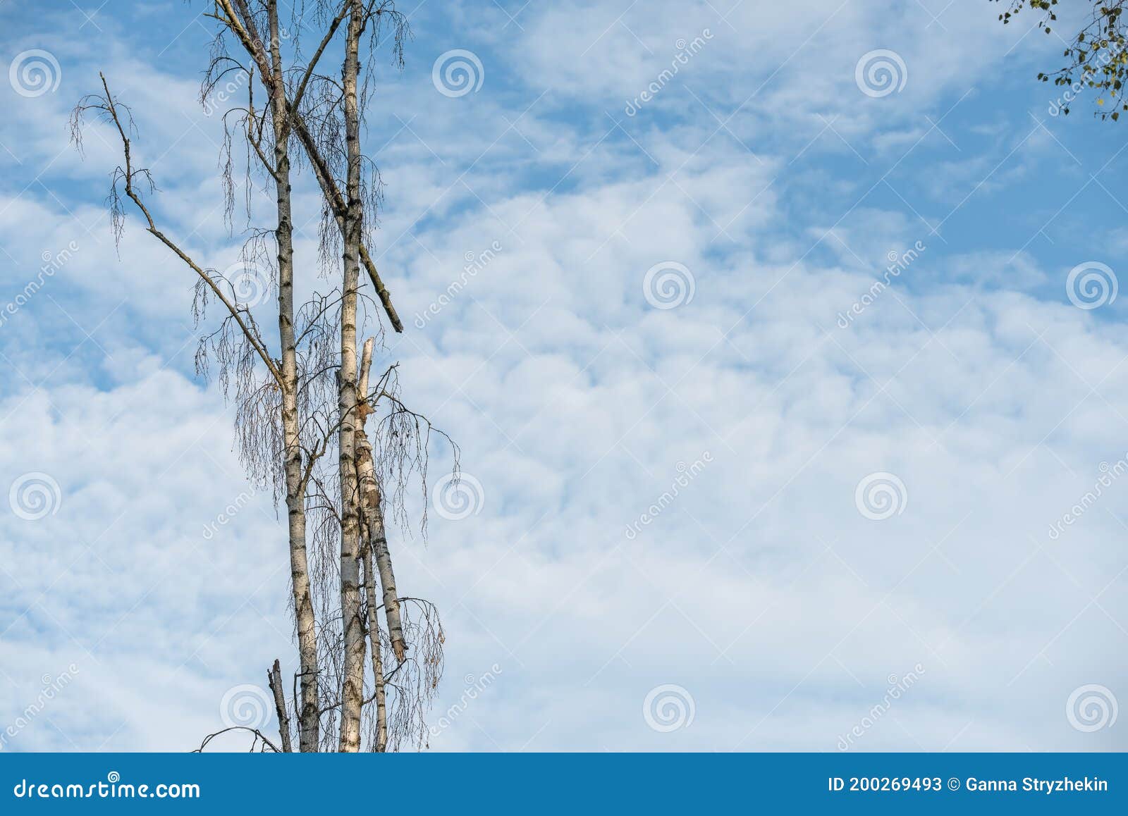 Sick Birch Tree Against the Sky. Dying Sick Forest Stock Image - Image ...