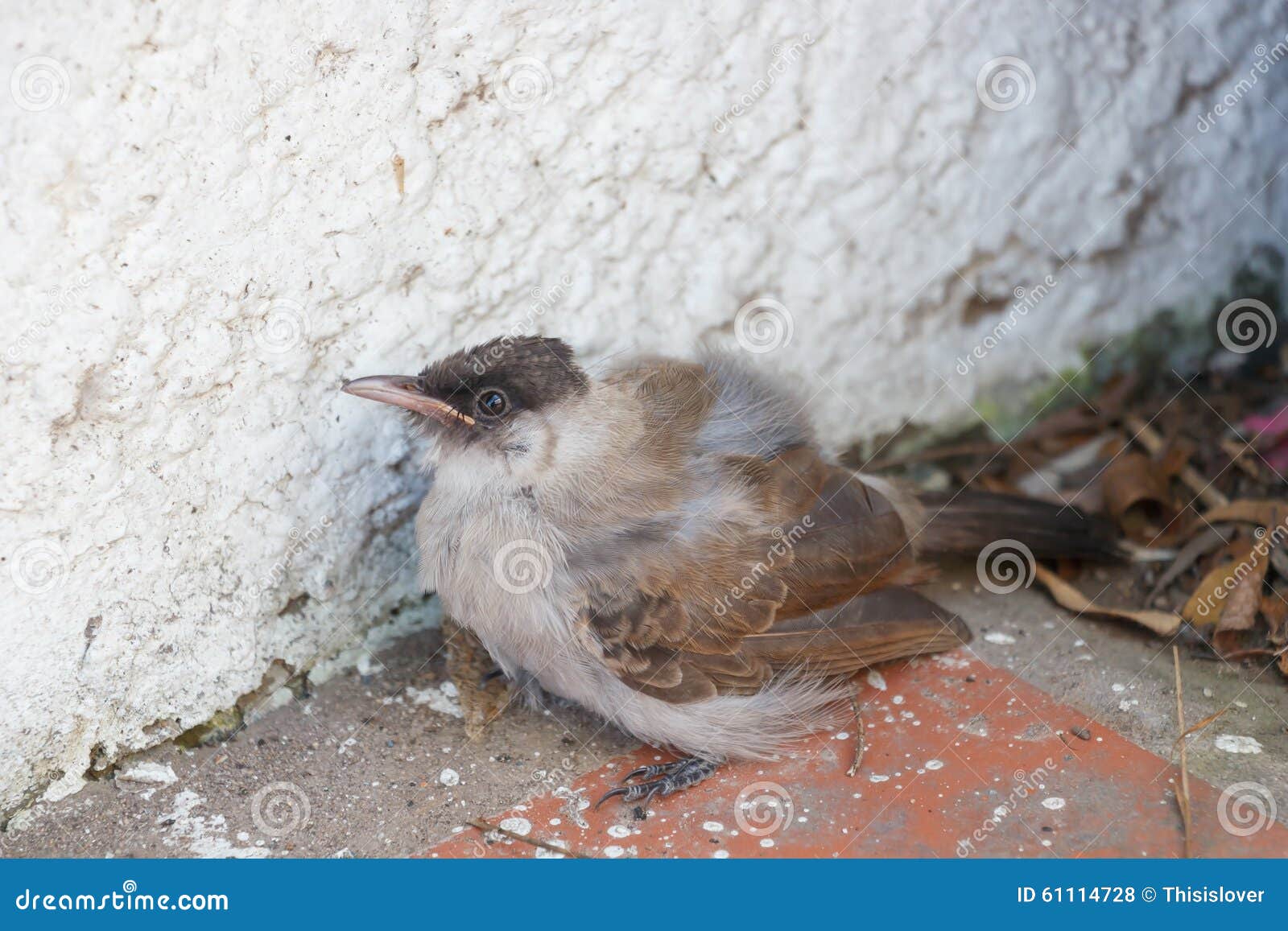 Sick bird stock photo. Image of look, road, cement, summer - 61114728